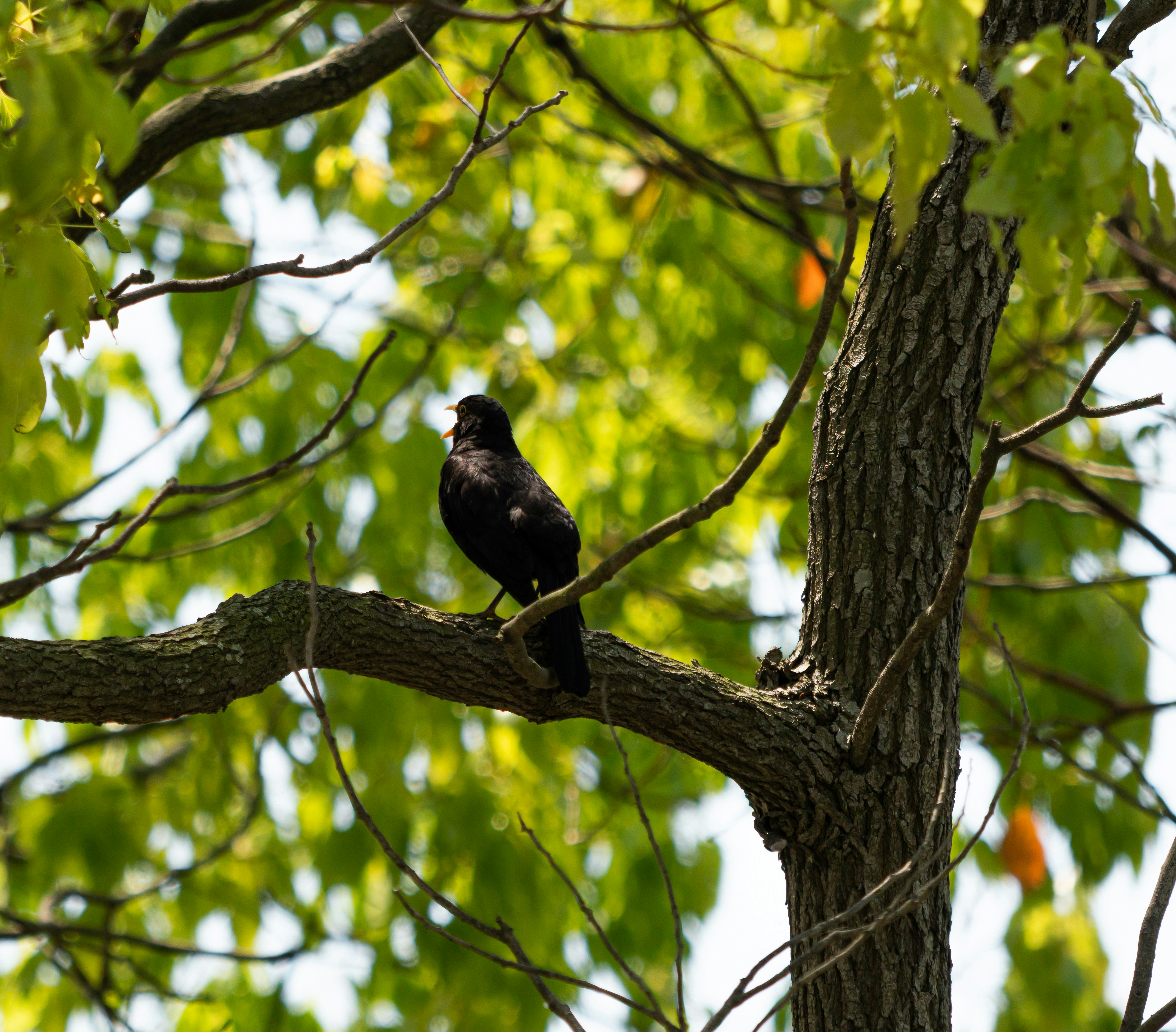 Black Crow Perched on a Sunlit Branch