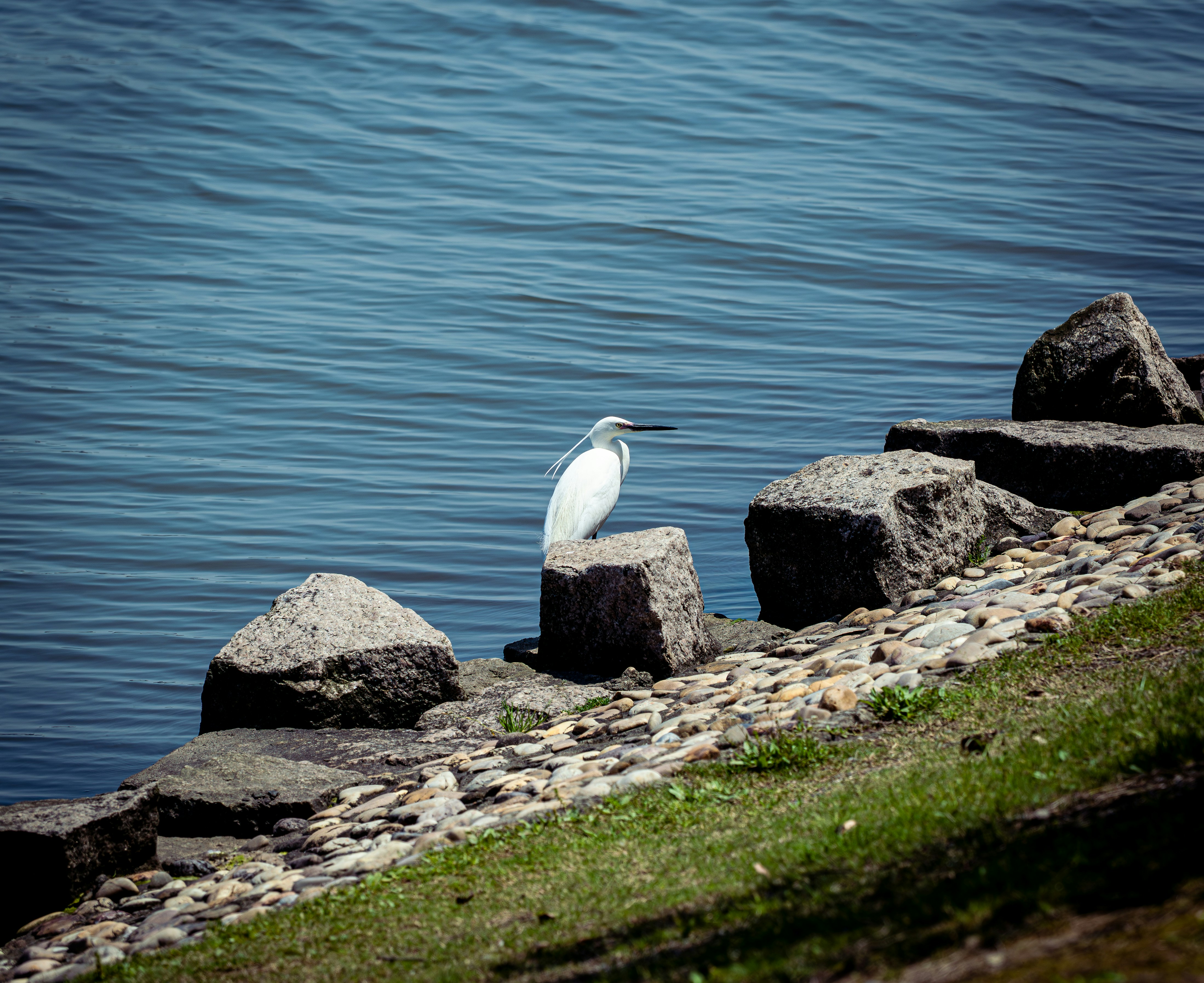 Silent Heron on the Lakeside Rocks