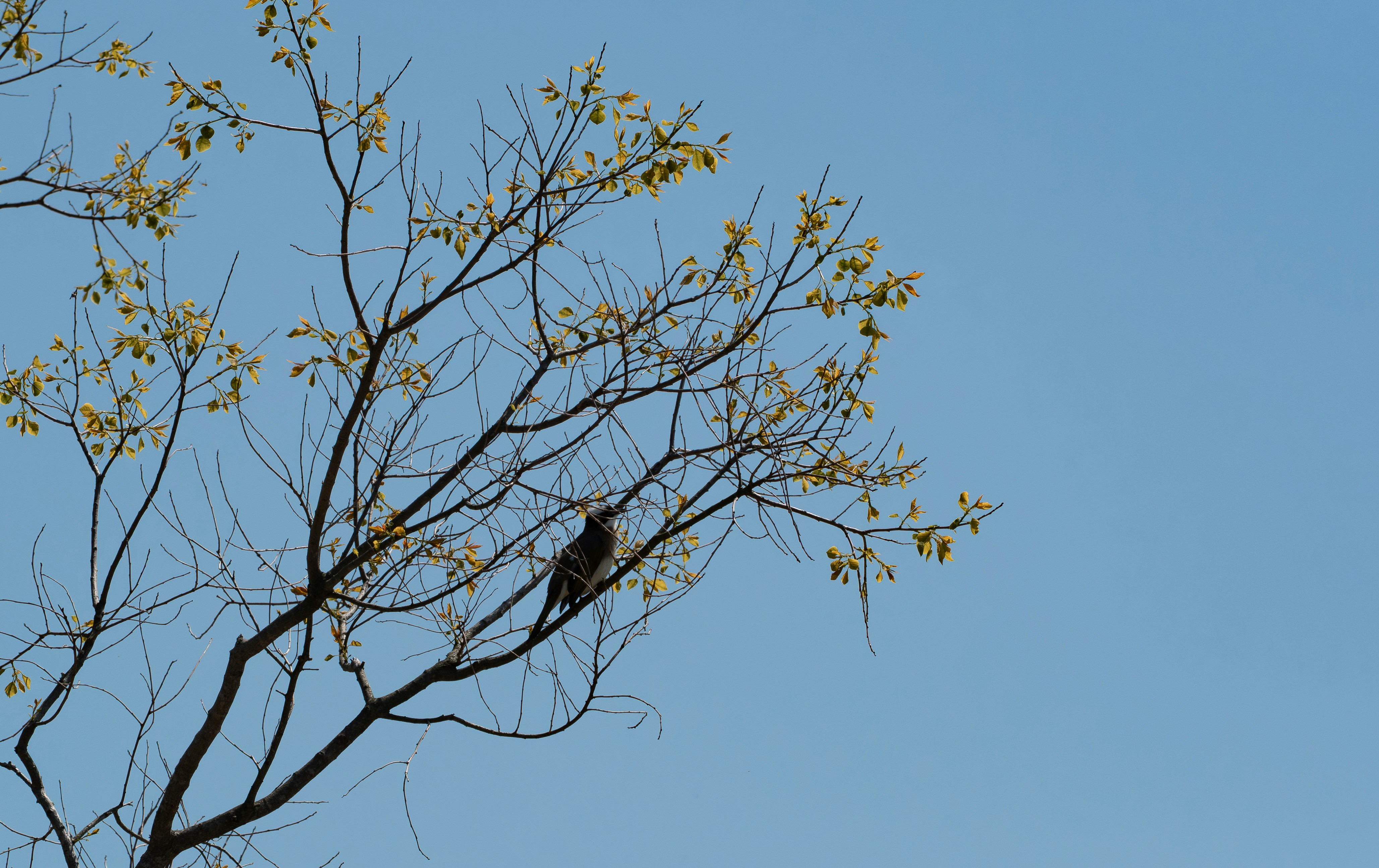 Perched Silence: A Lone Bird in a Clear Sky