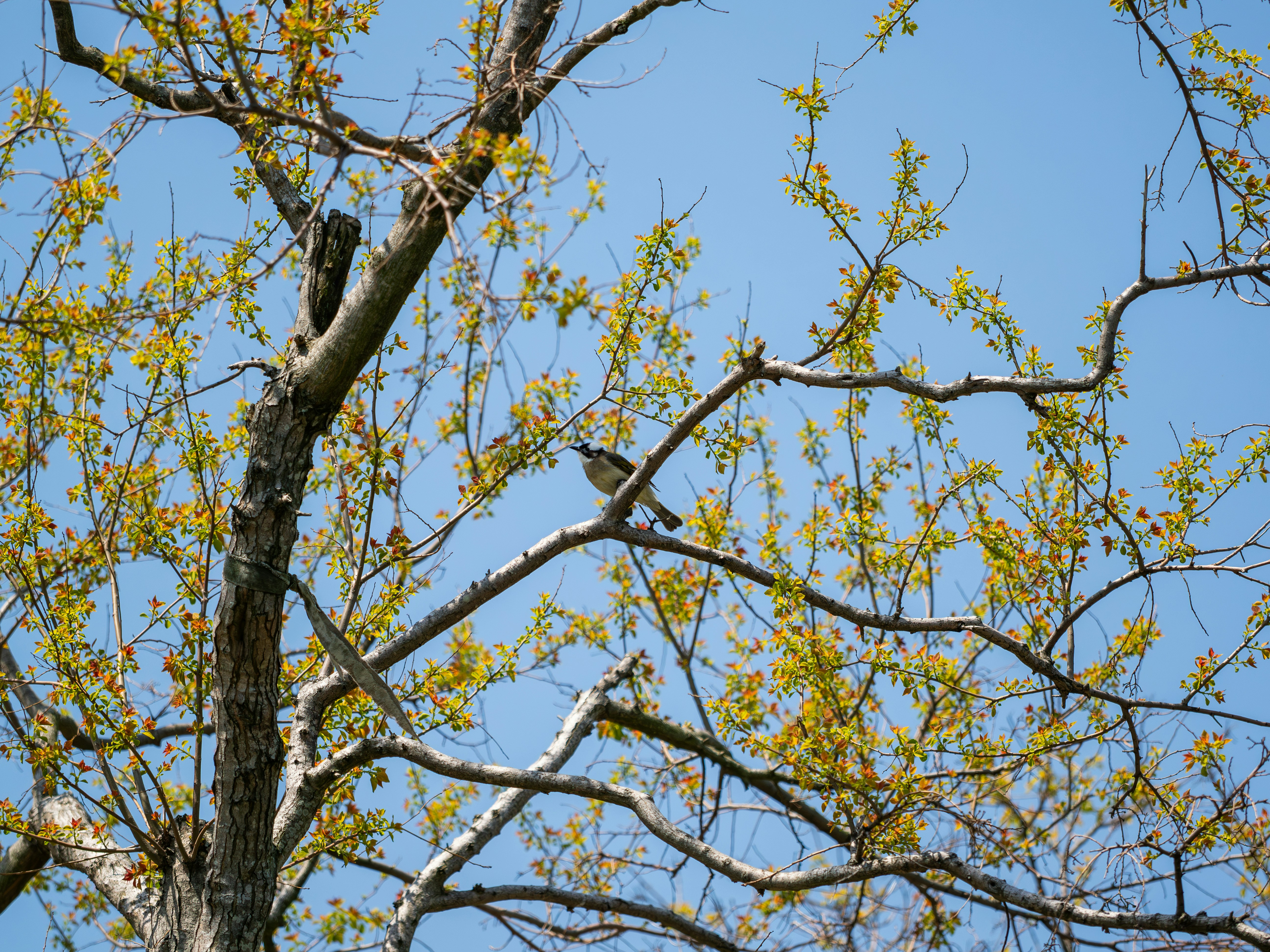 Azure Sky, Silent Bird: A Moment Amid Branches