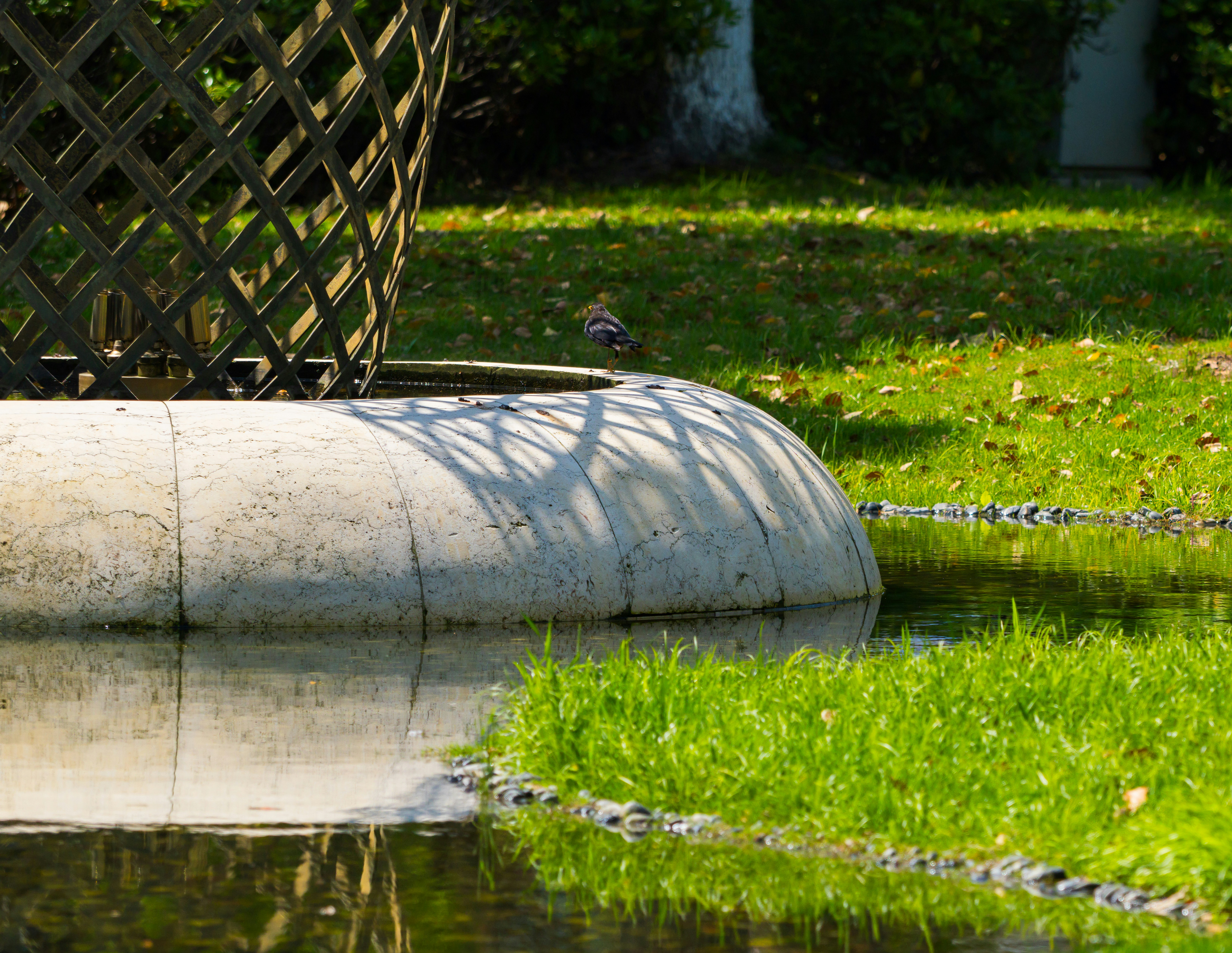 Tiny Perch, Calm Surface: A Sparrow Resting on Concrete Ring Near Waterline