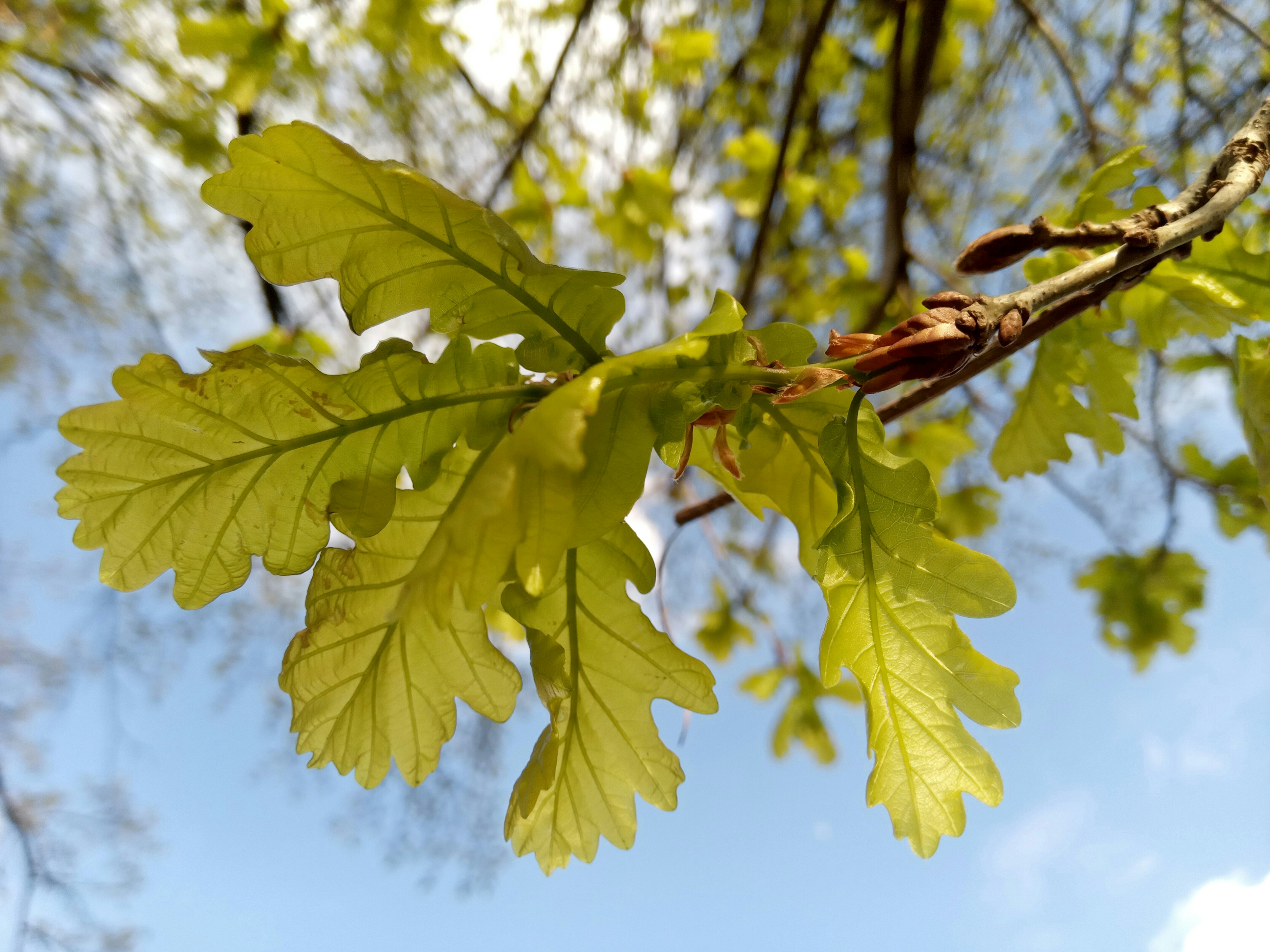 Sunlit Oak Leaflet Chorus Against a Clear Sky