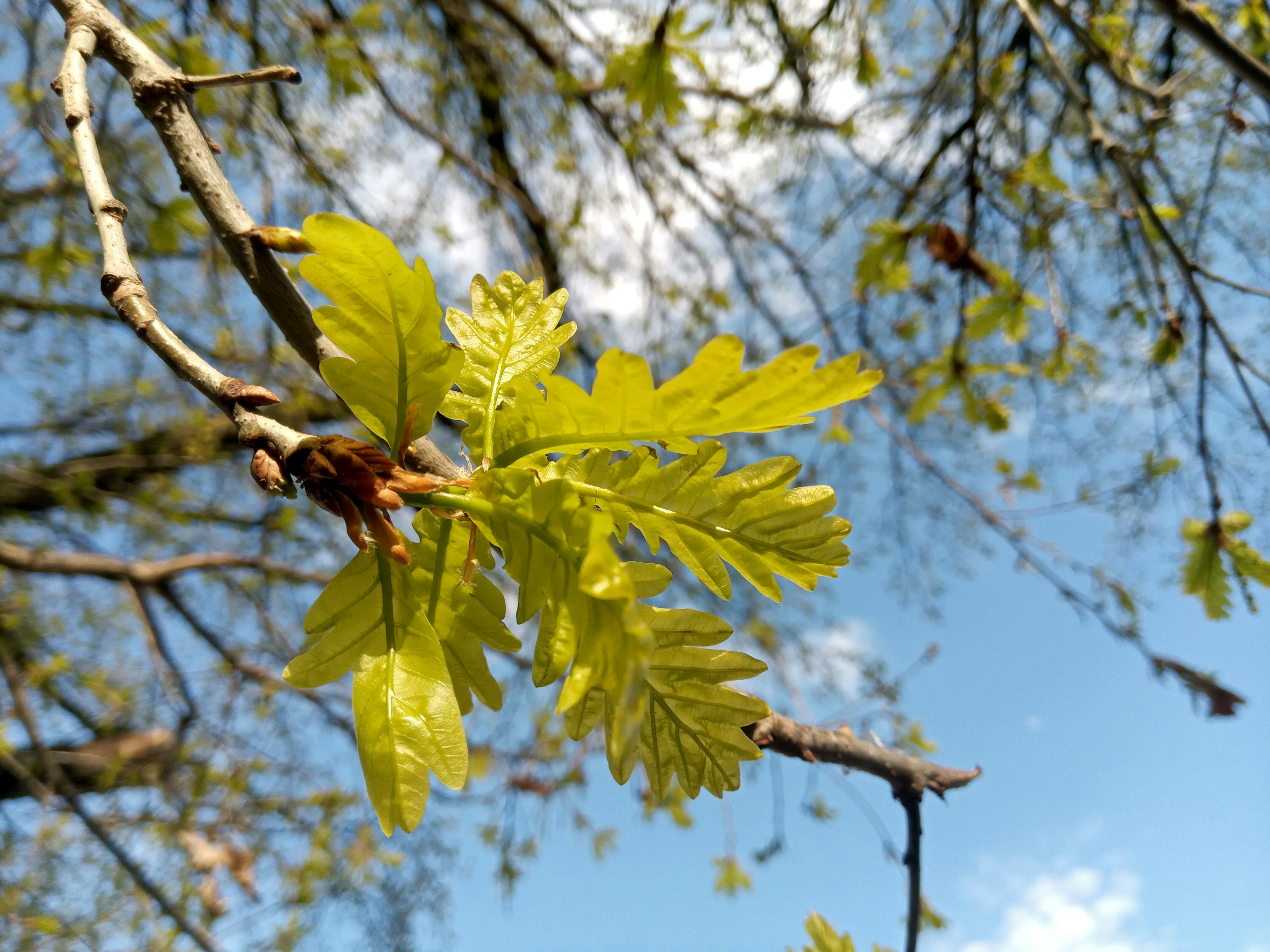 Fresh green oak leaves unfurl against a bright blue sky, with a shallow depth framing a single vibrant shoot in sharp focus.
