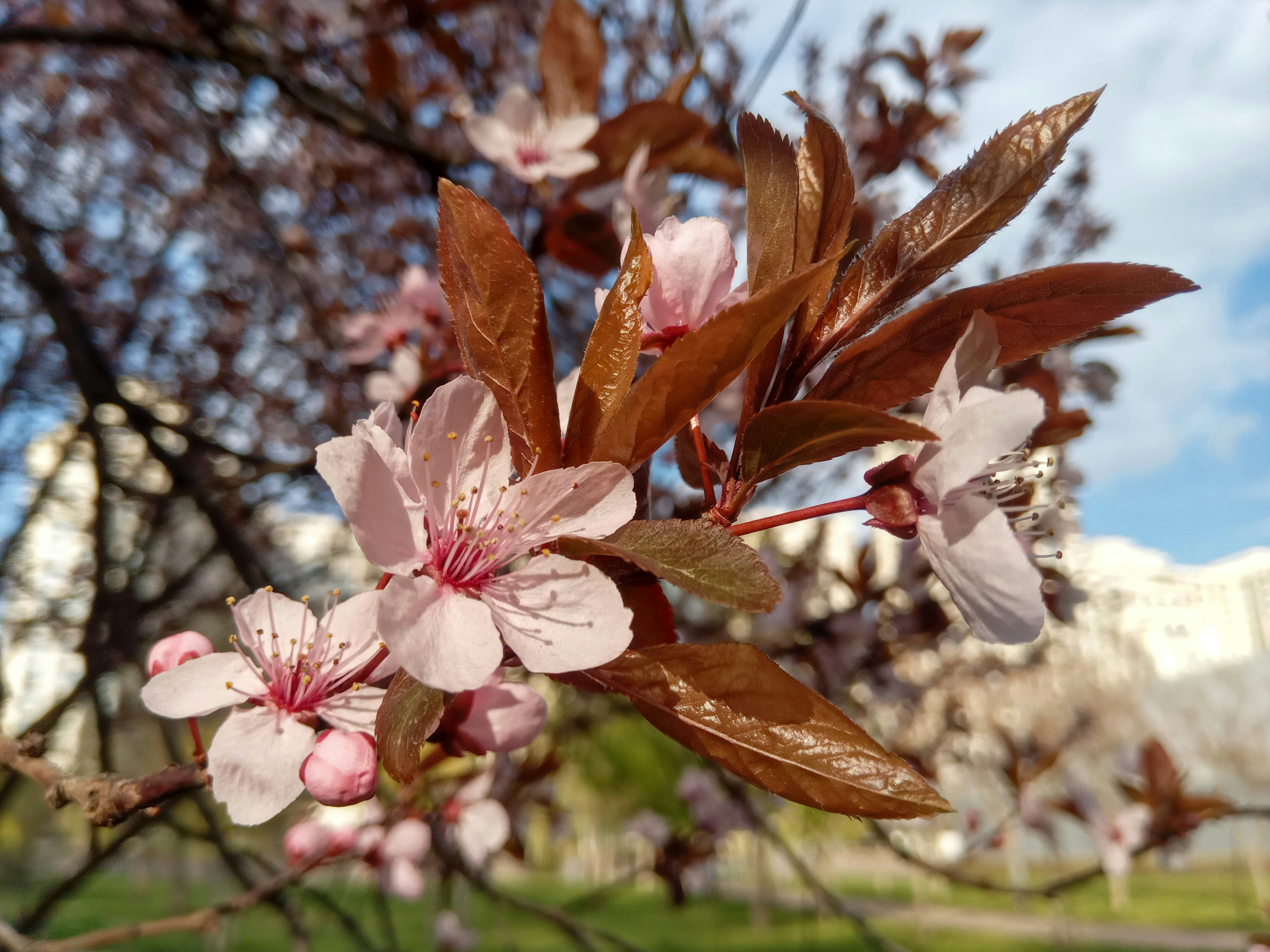 Blossoms in Focus: Soft Pink Petals Against a Bright Spring Backdrop