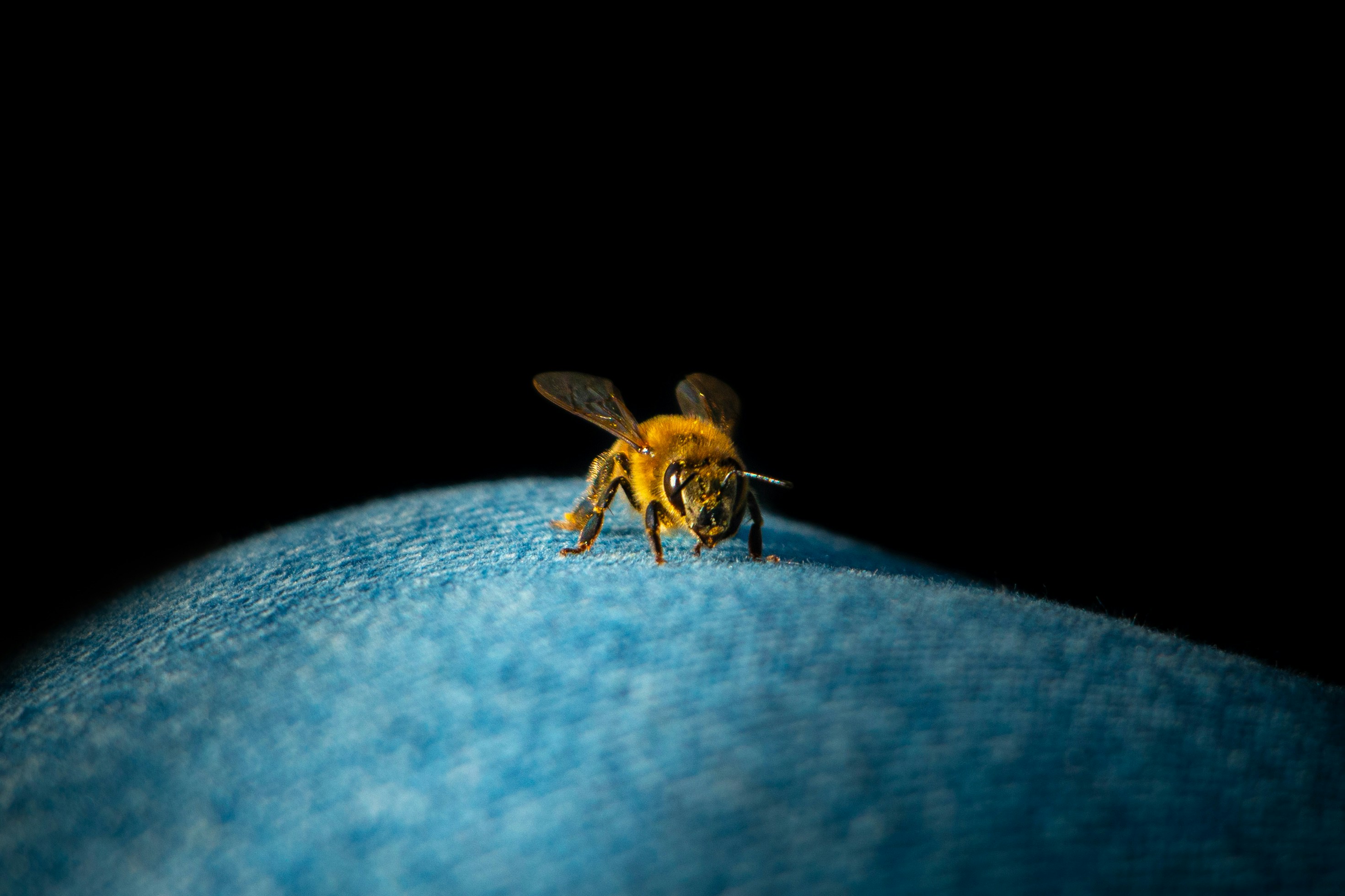Close-Quarter Bee: A Golden Visitor on Denim Down the Slope