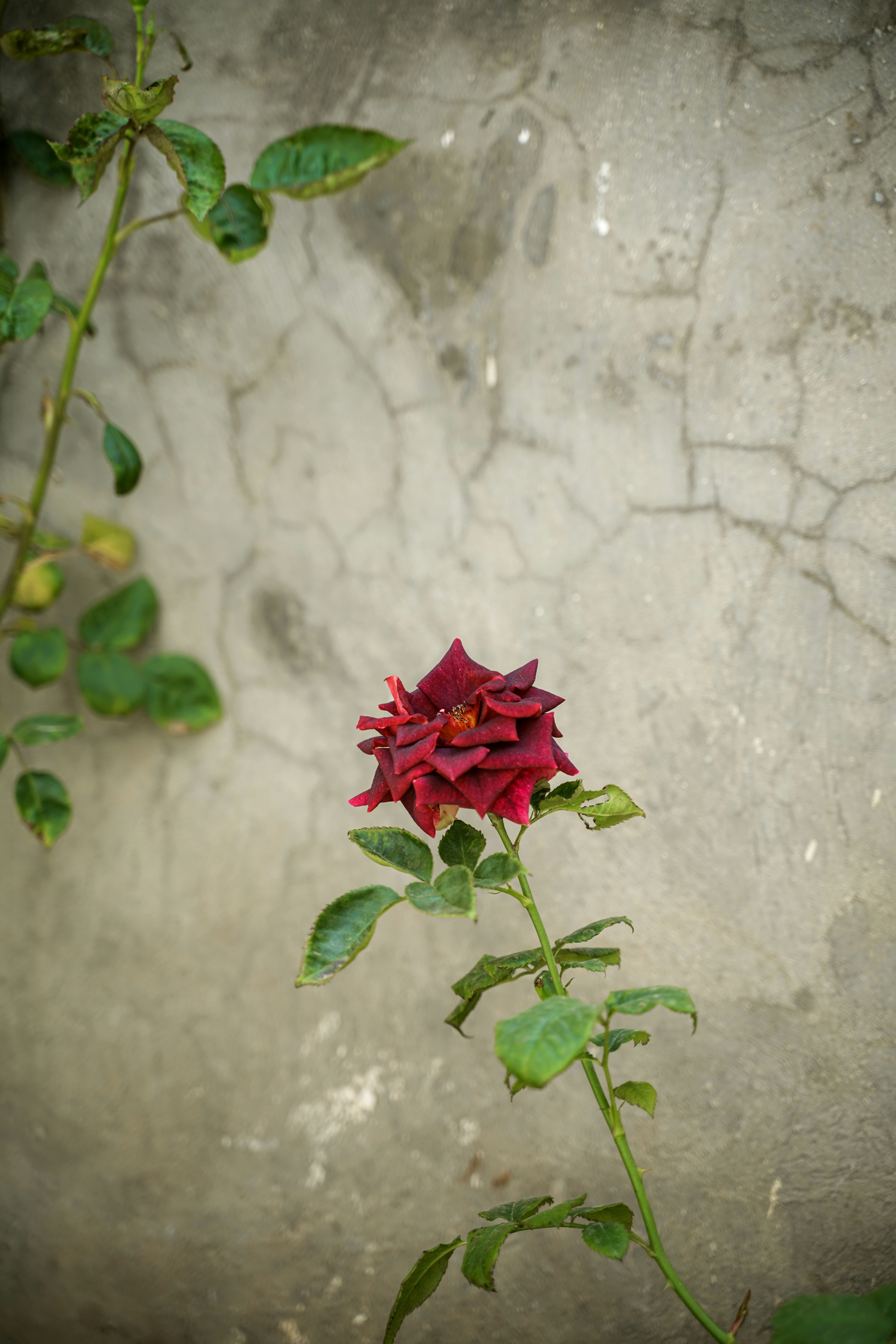 Crimson Rose against Weathered Wall