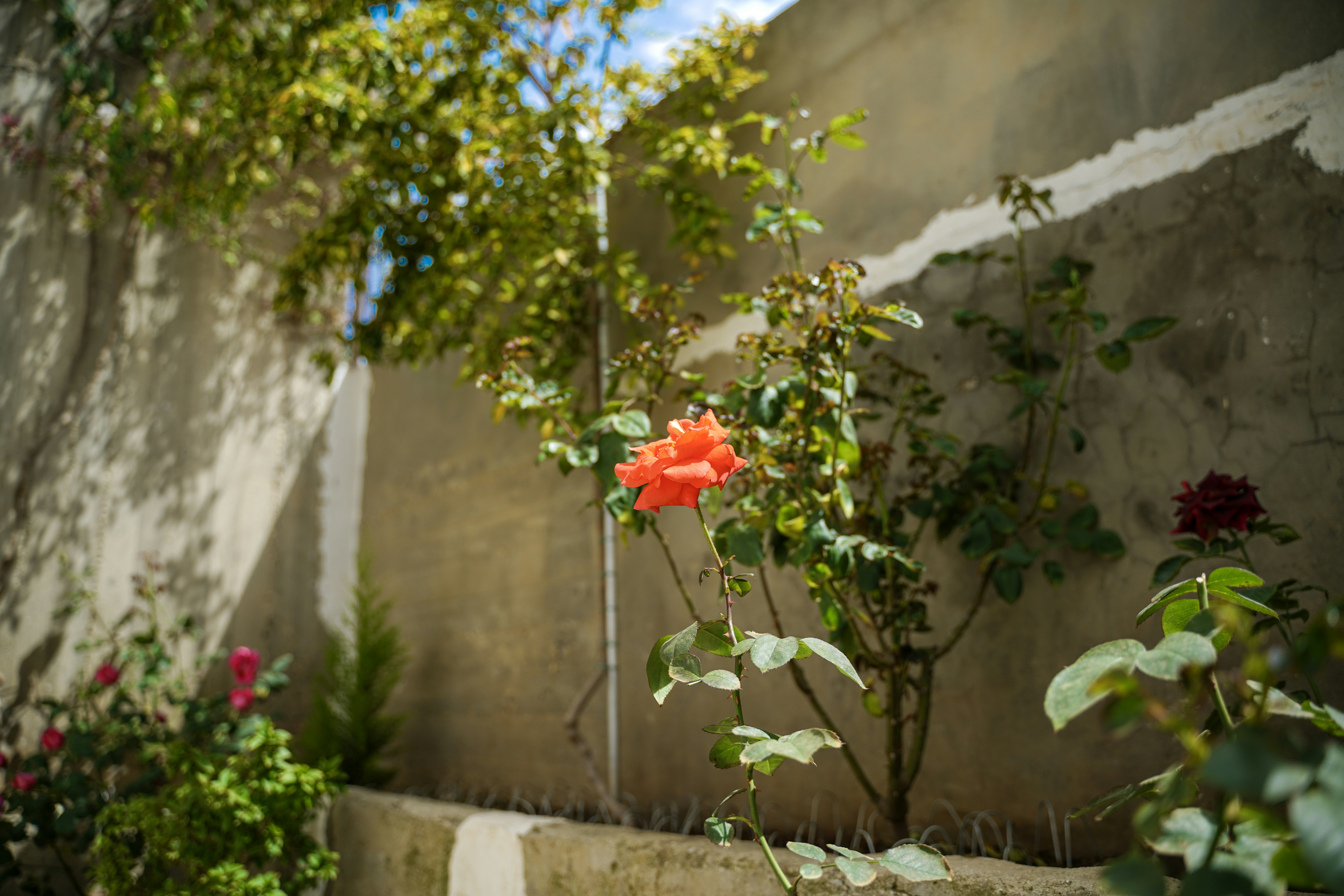 Rose in a Sunlit Courtyard: A Quiet Moment Among Greenery