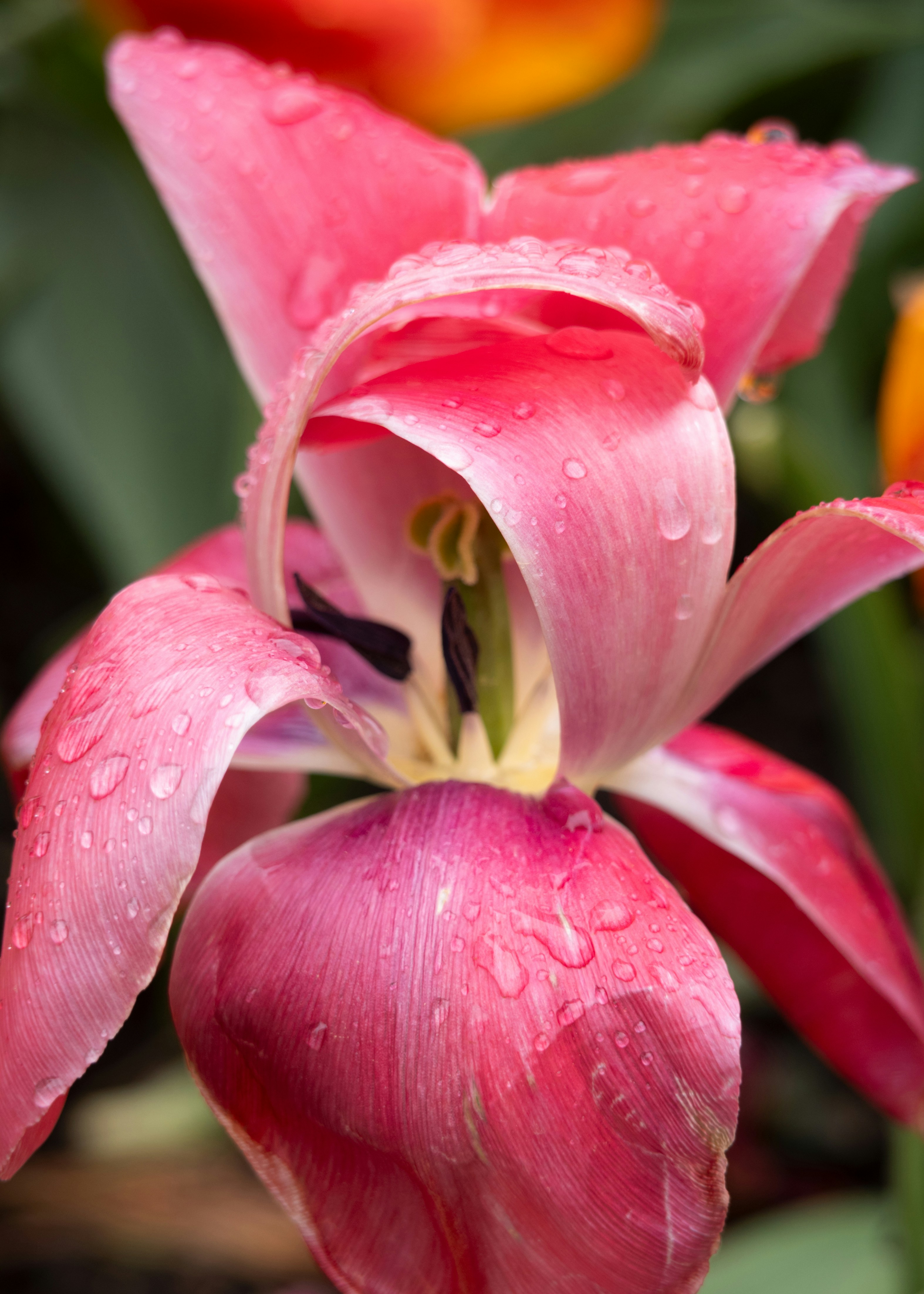 Pink Tulip Bloom with Dew Drops: A Petal-centered View
