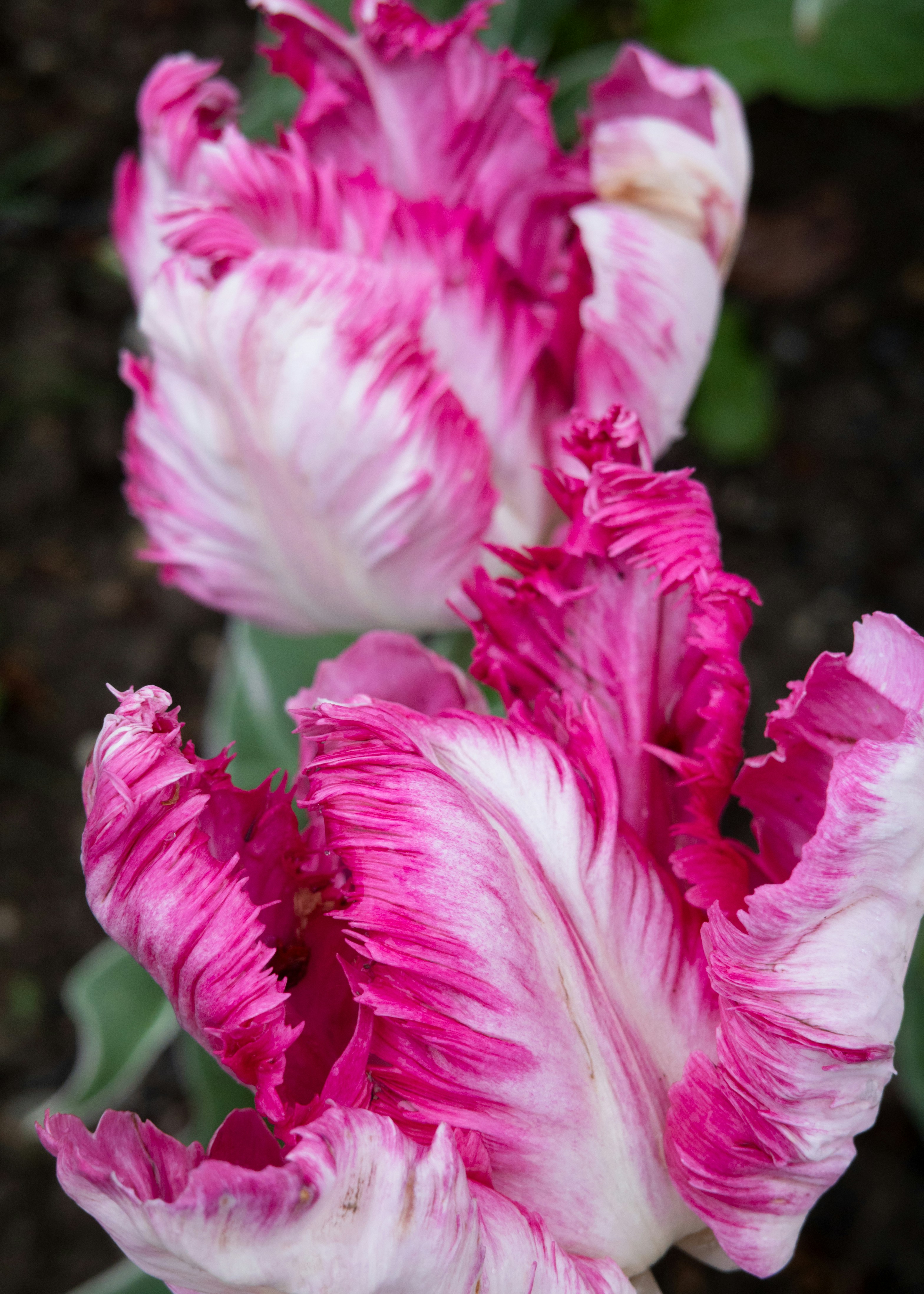 Pink-edged Tulips in Focus: Frilled Petals and Velvet Shadows