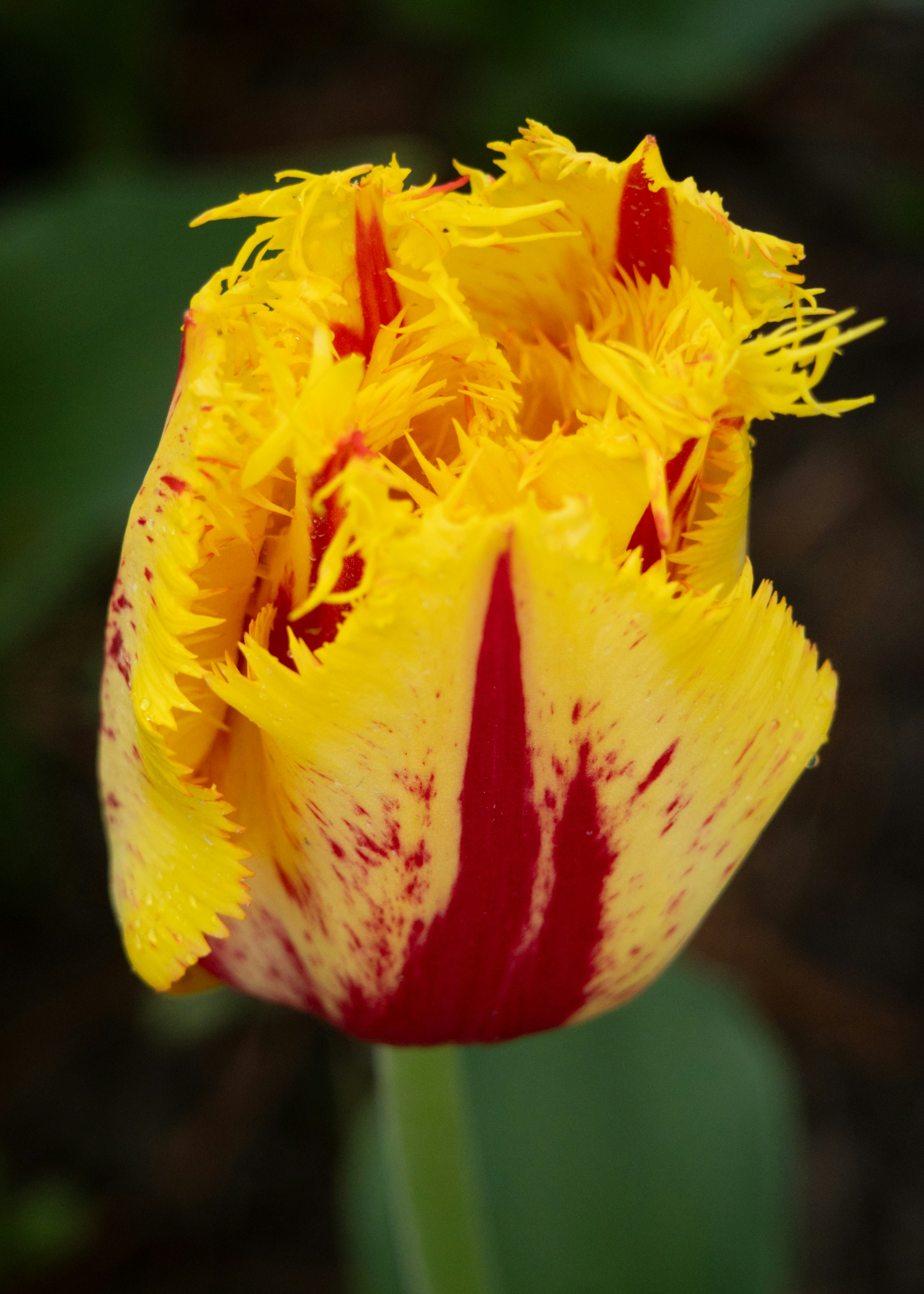 Fringed Burst: a close-up of a yellow-tinted tulip with crimson streaks