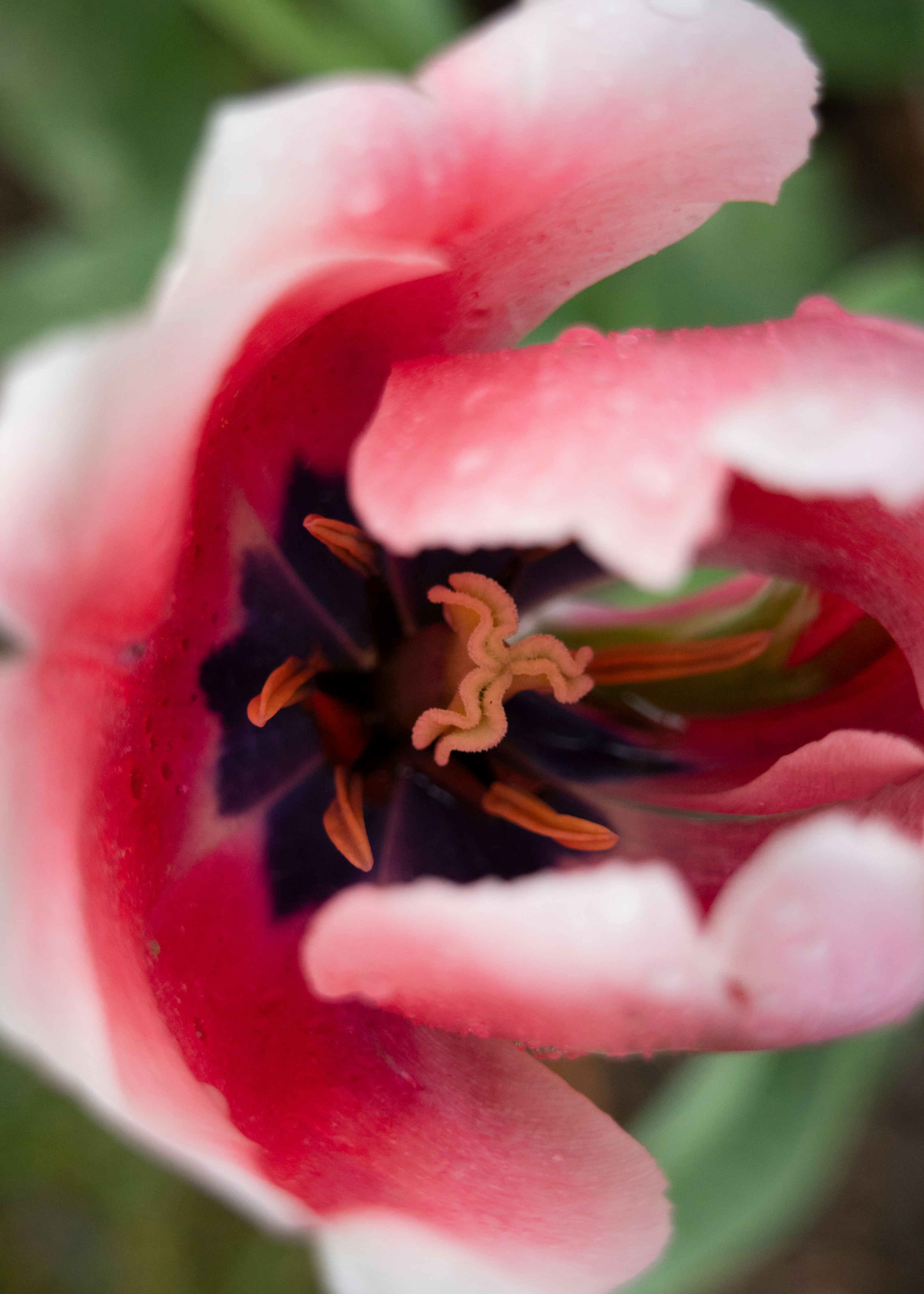 Center Bloom: Inside the Tulip’s Fiery Heart
