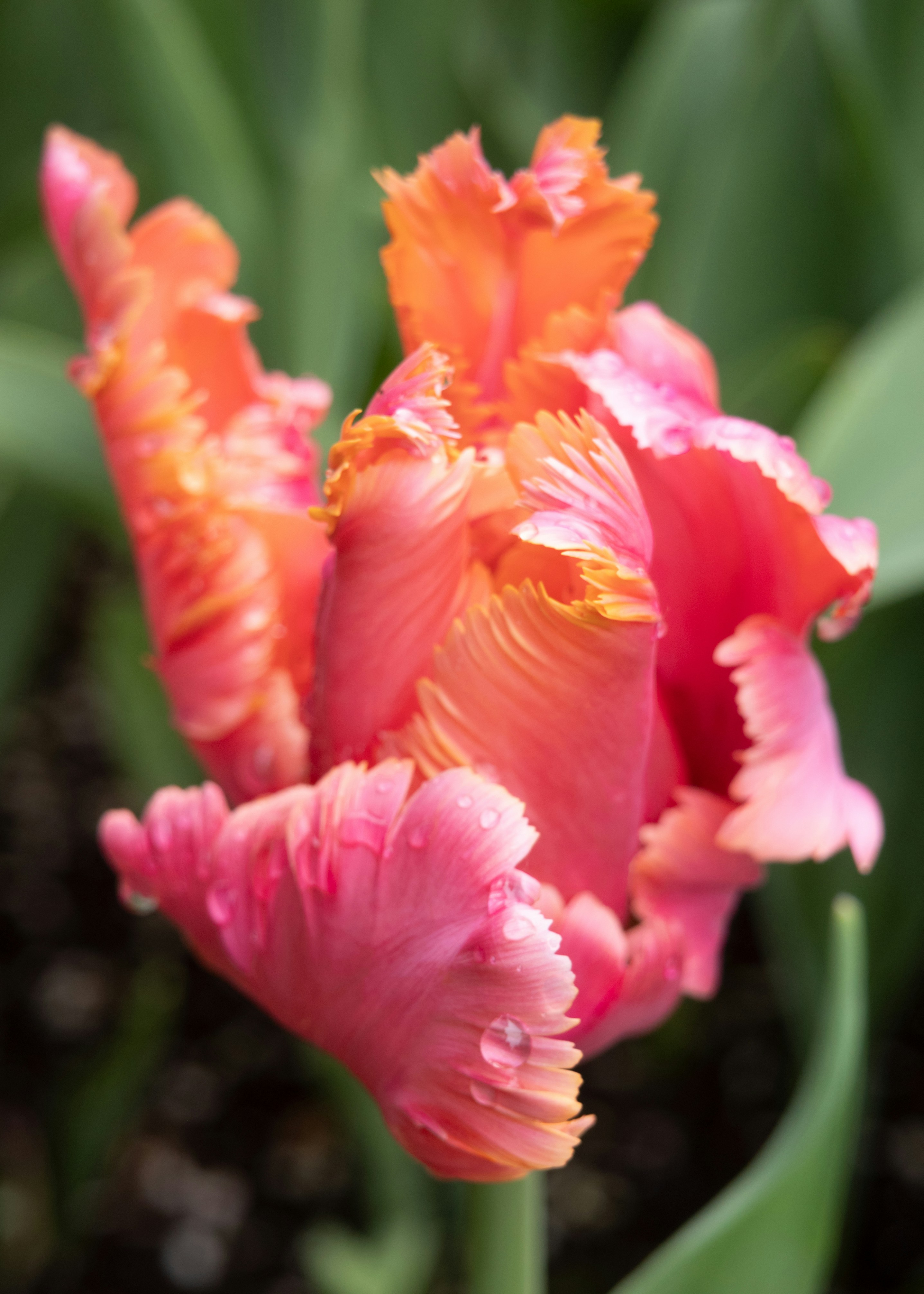 Frilled Coral: A Close-Up of Tulip Petals in Soft Focus