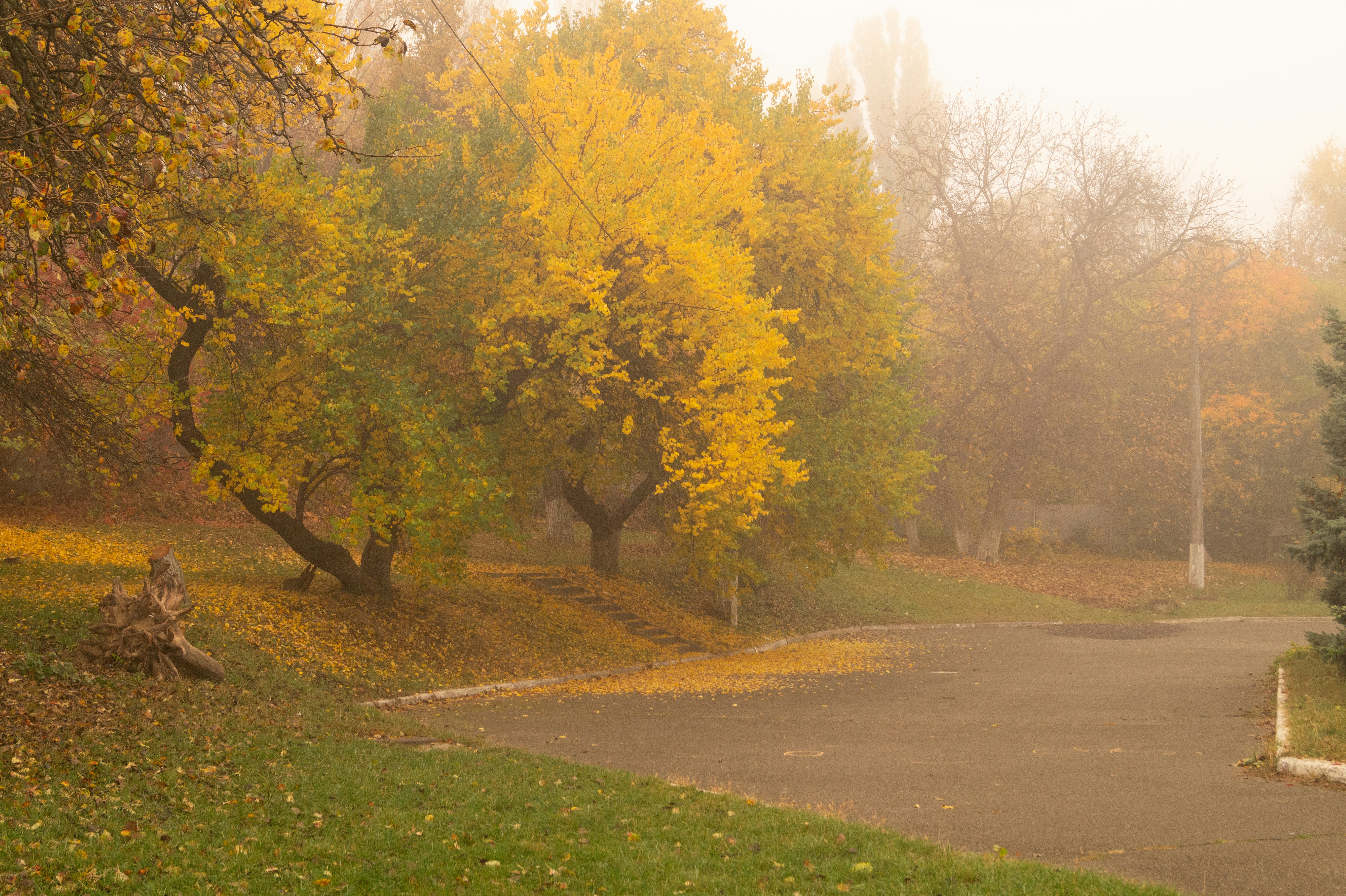 Autumn Park Path Lulled by Mist