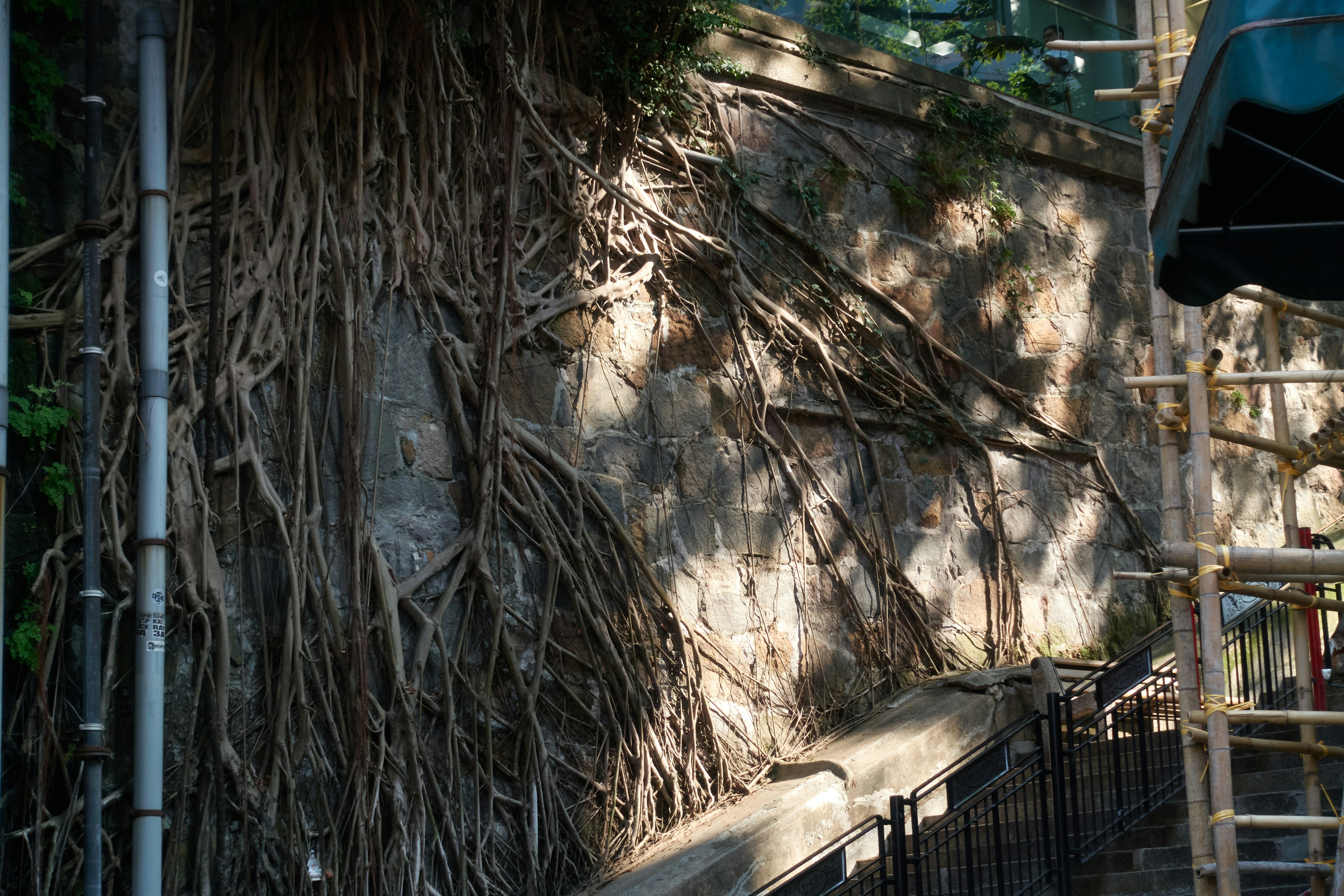Tangled Roots and Weathered Wall: A Quiet Corridor of Shadow and Light