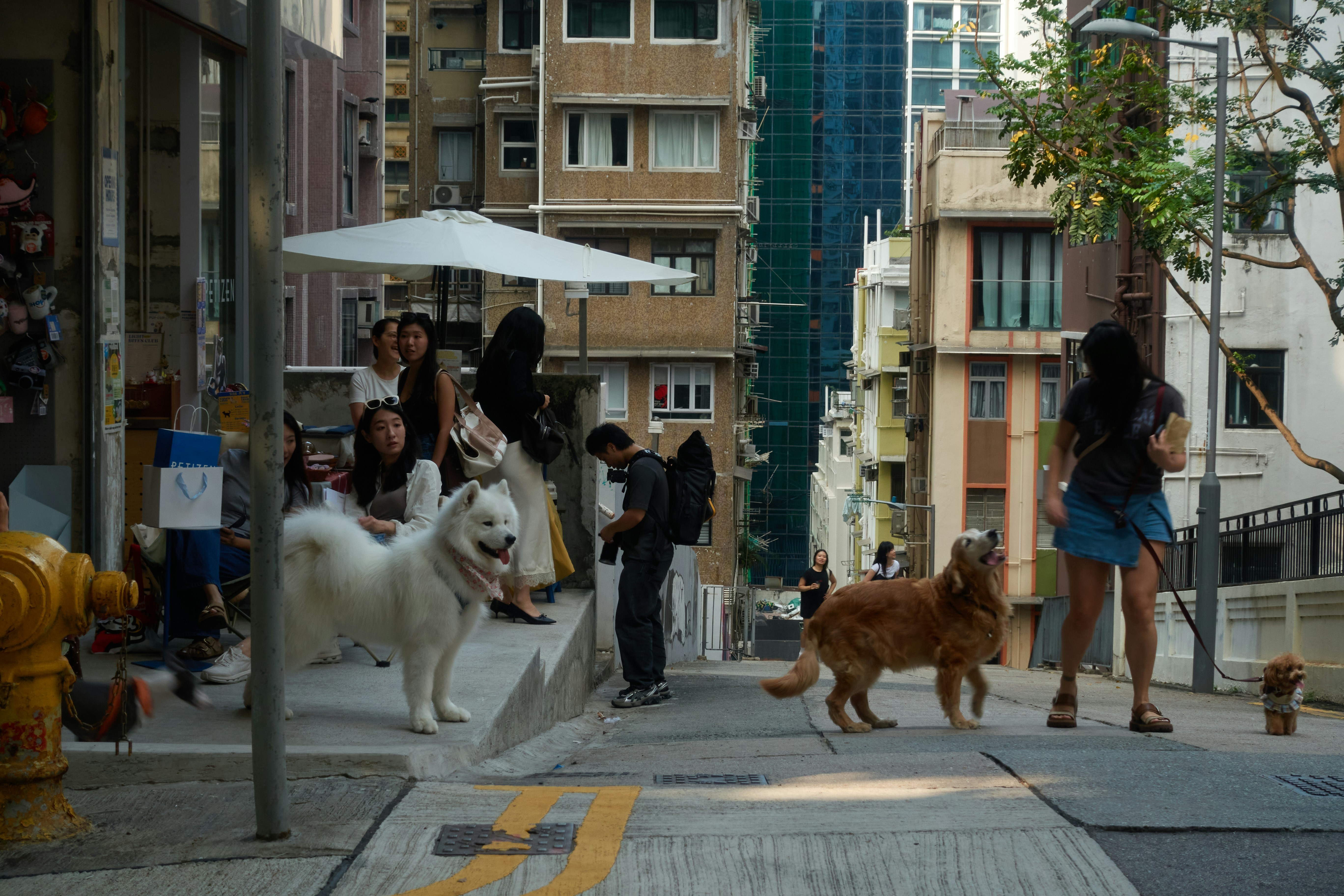 Dogs and pedestrians animate a sunlit urban sidewalk