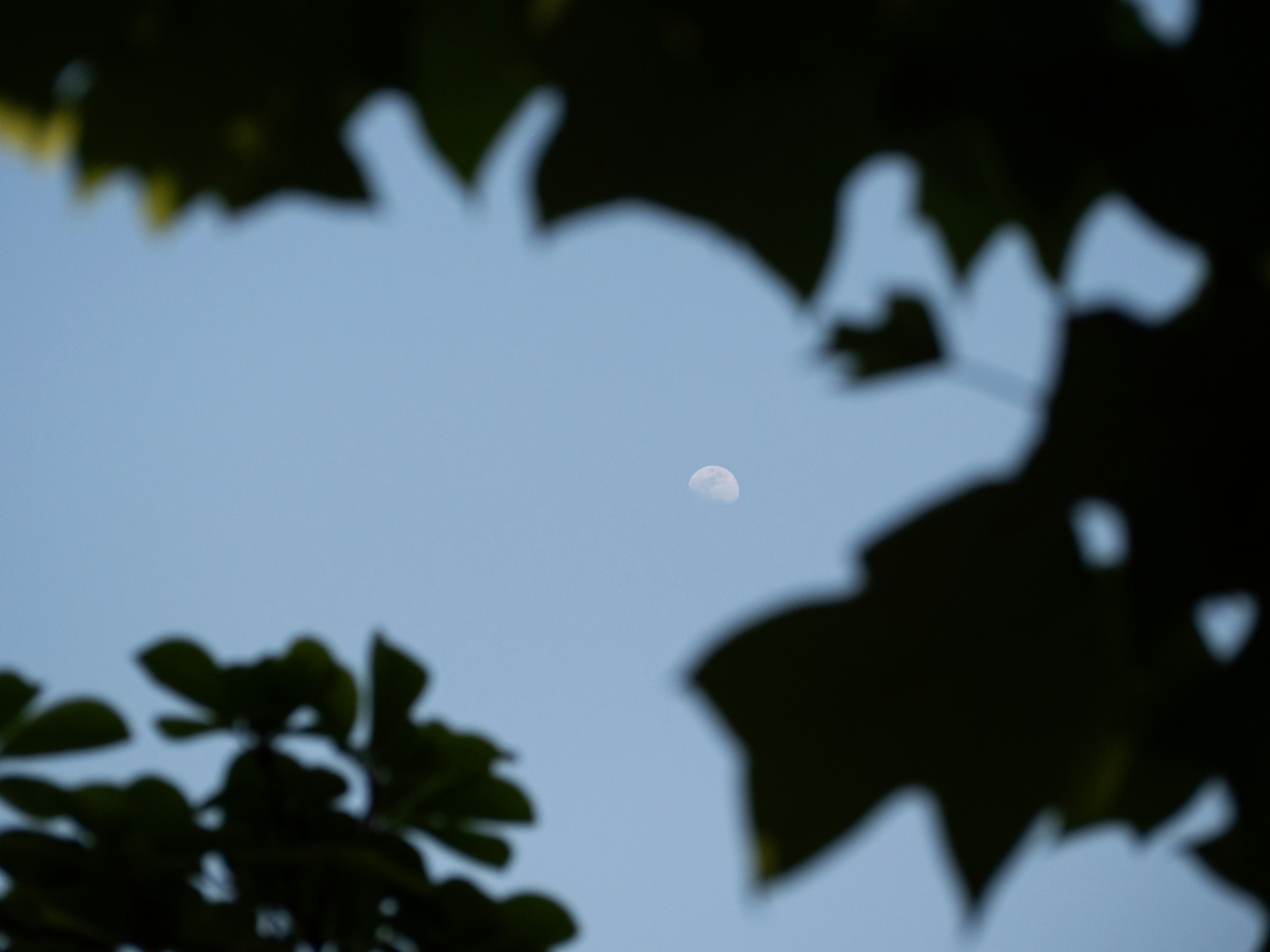 Moon in a Sky Glareshadowed by Leaf Silhouettes