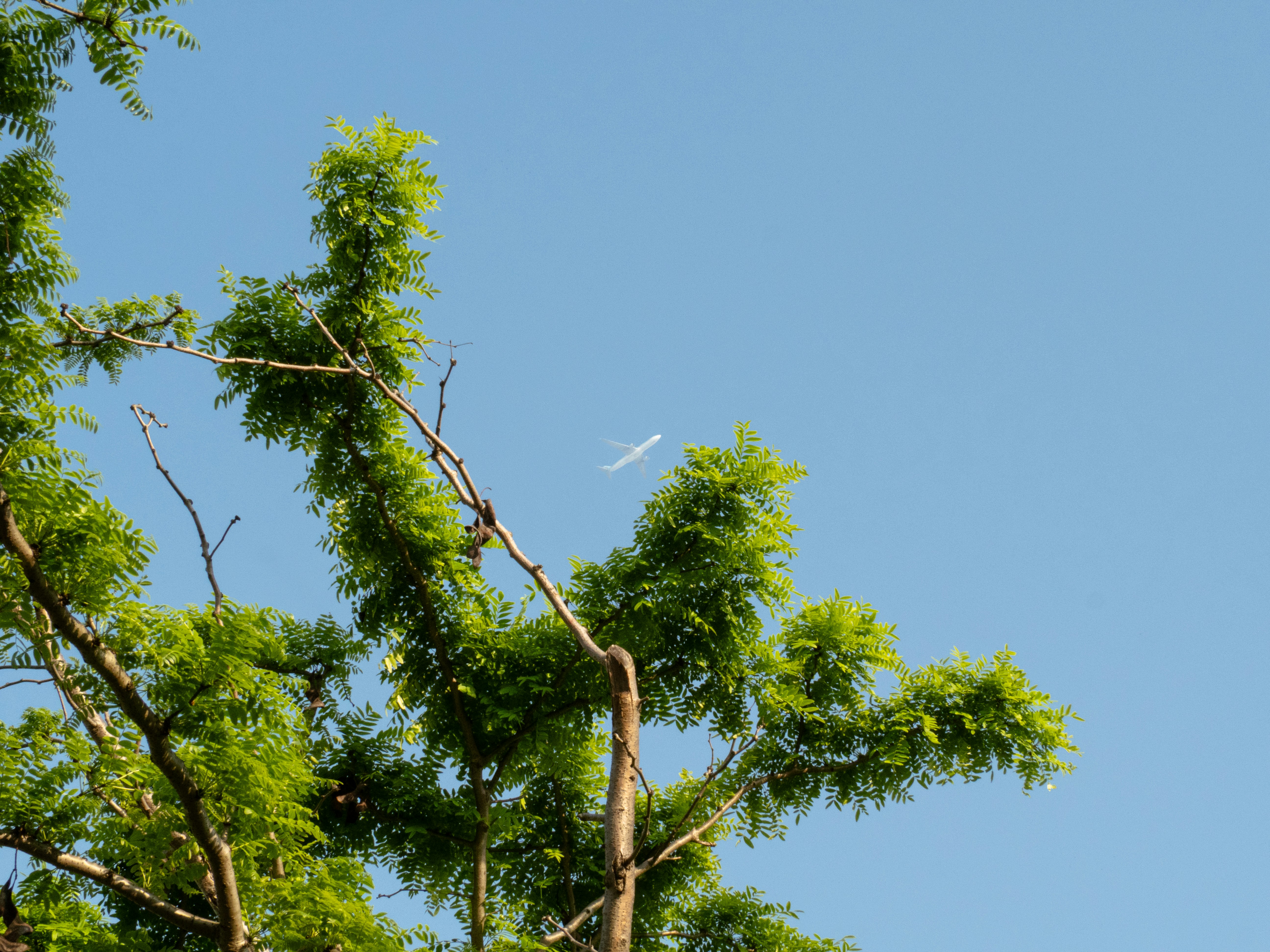Azure Sky Framing the Verdant Canopy