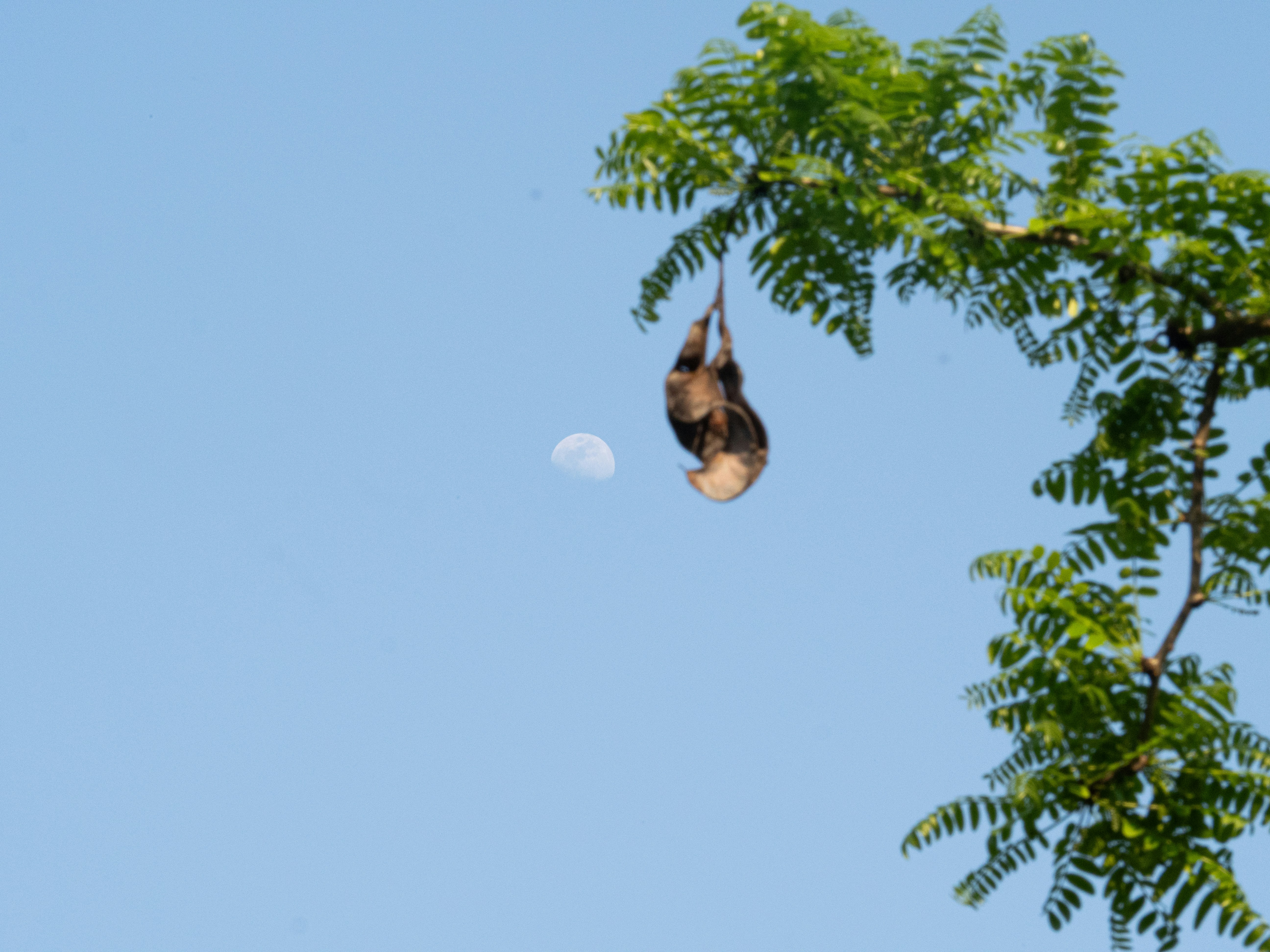 Moonlit Swing: A Bat Hanging Beneath a Branch