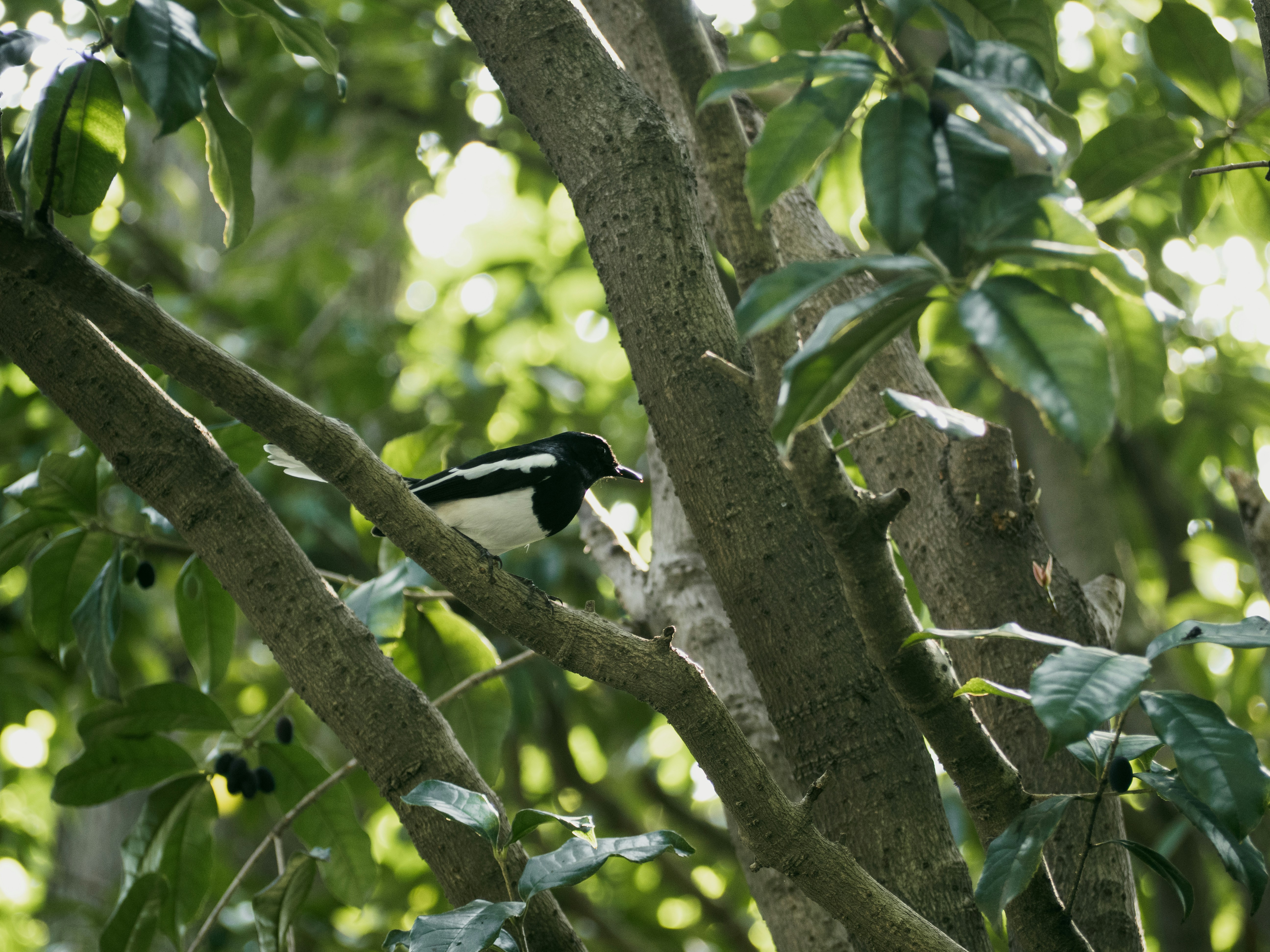 Hidden Perch: A Black-and-White Bird Among Spring Green