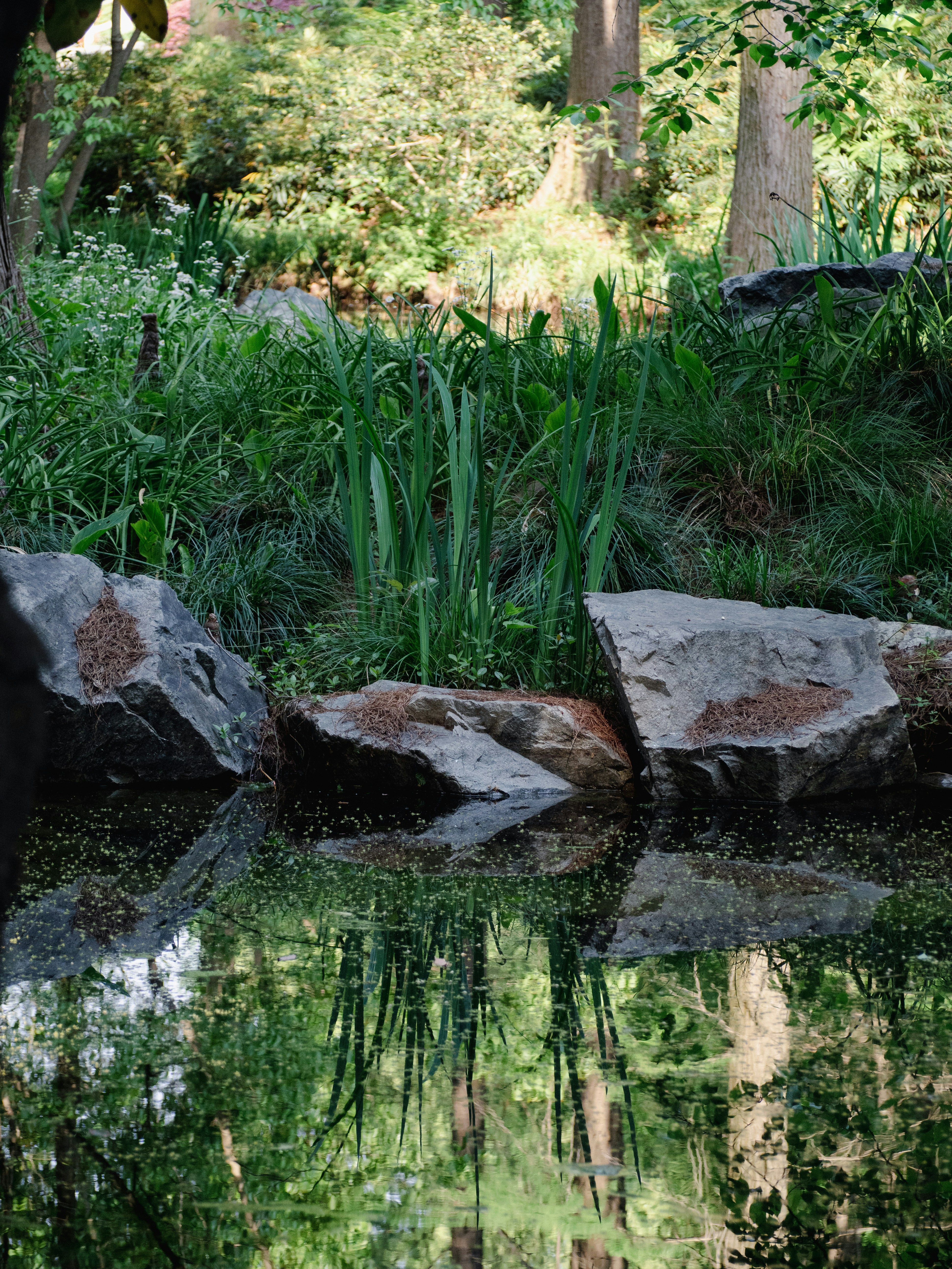 Quiet Pond Edge: Reeds, Rocks, and Reflections