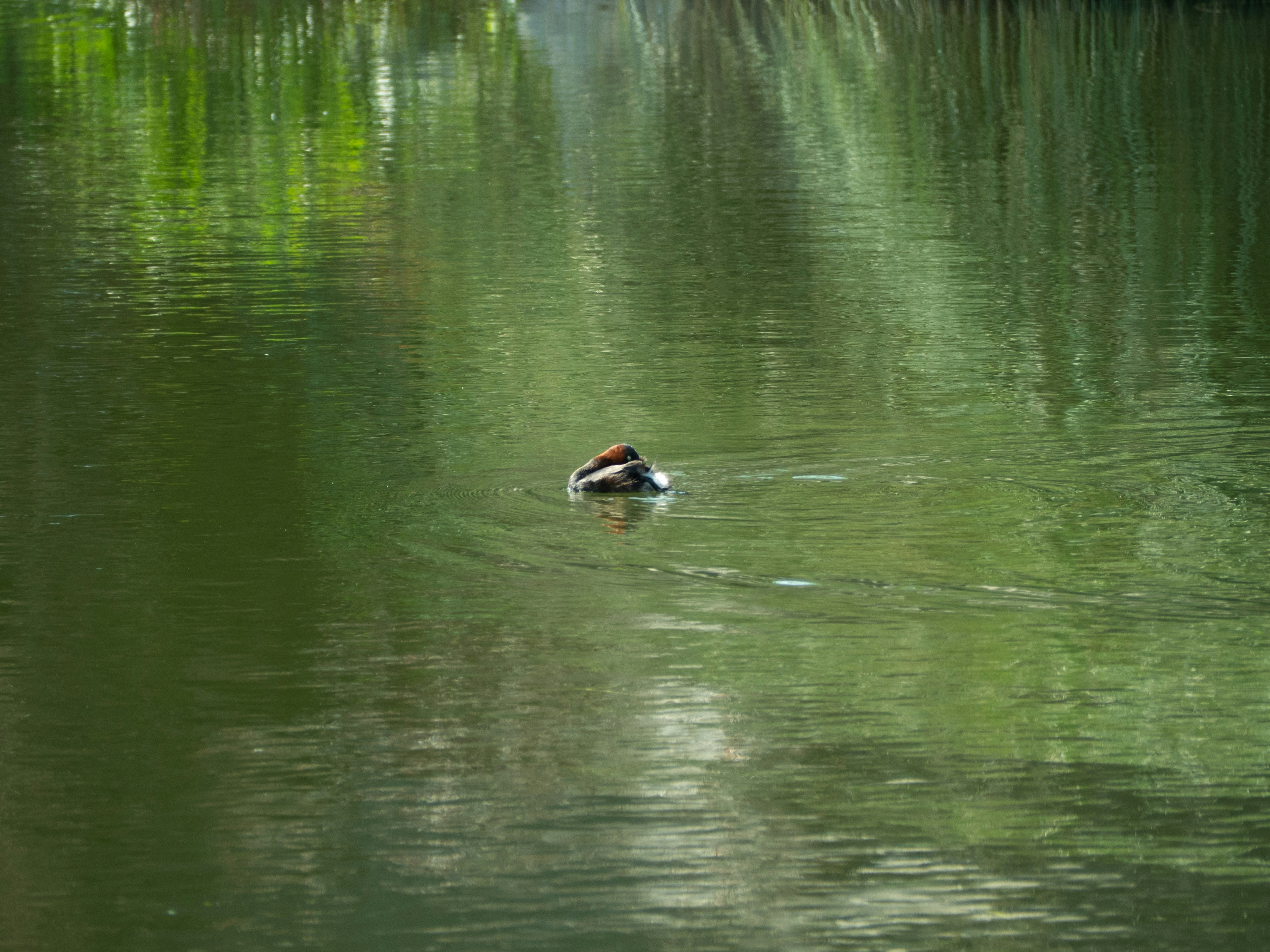 A solitary waterbird surfaces amid glassy green reflections