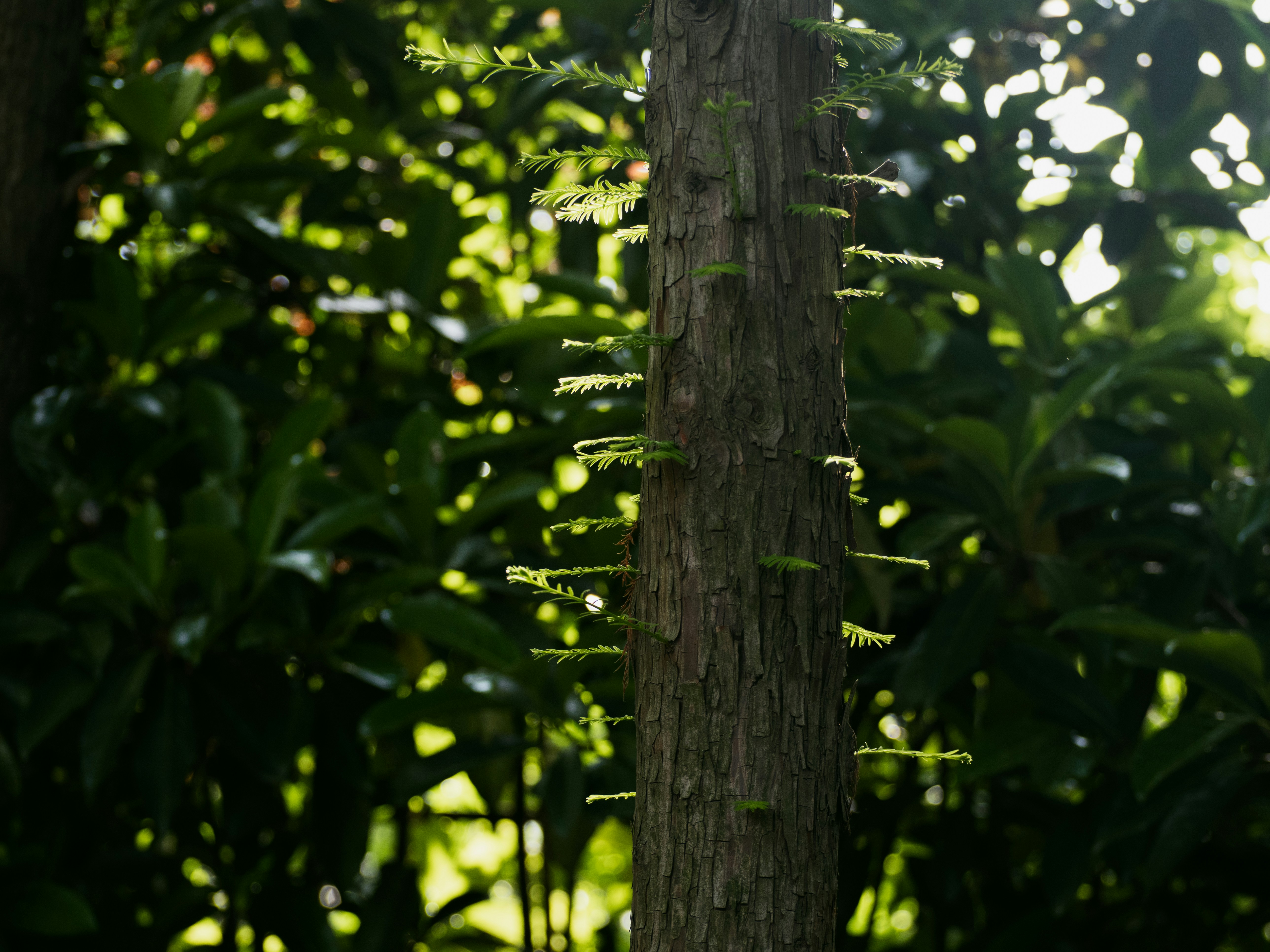 Close-up of a moss-adorned tree trunk in dappled garden light