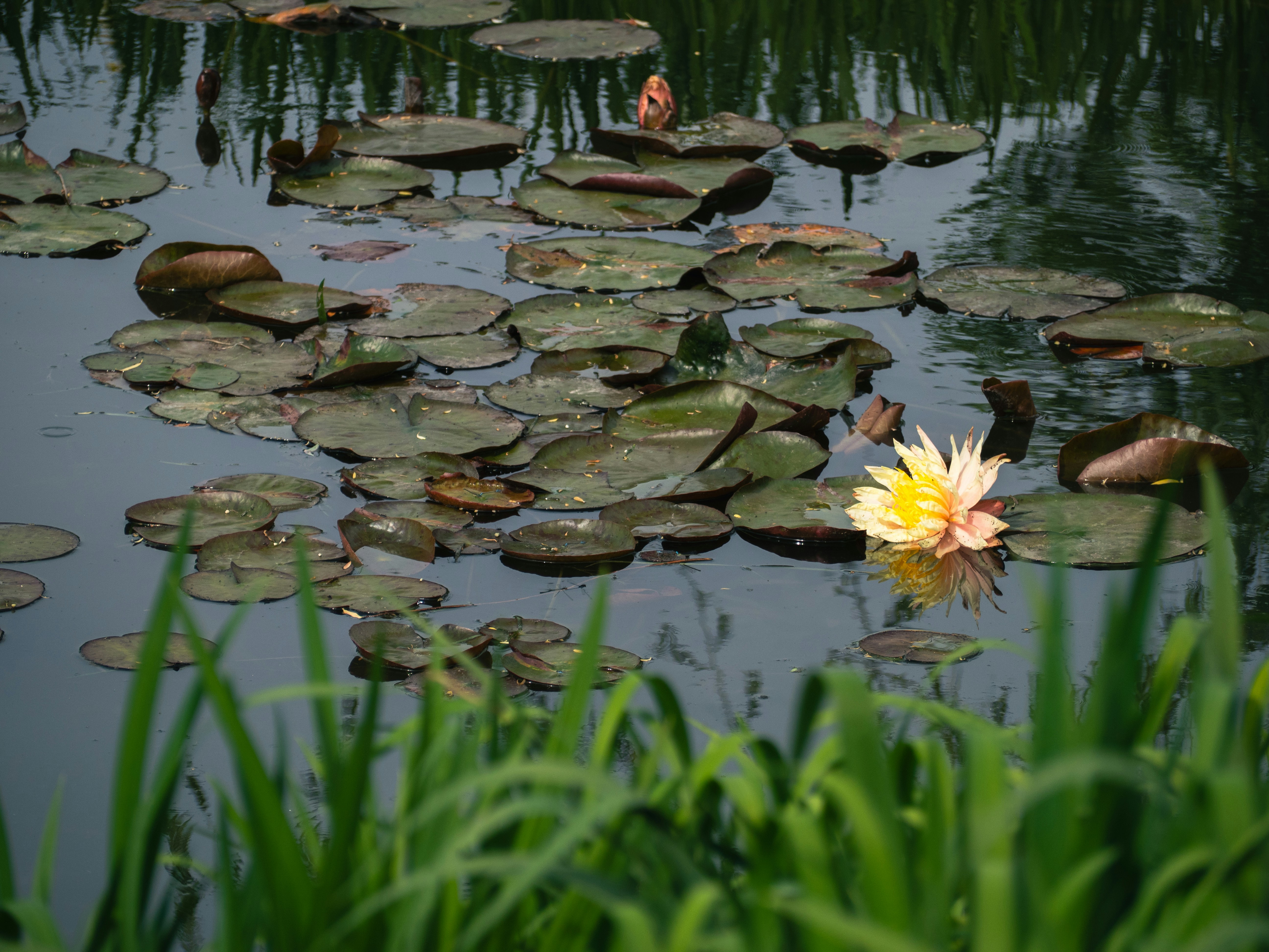 Single Water Lily Bloom Anchored Among Silent Lily Pads