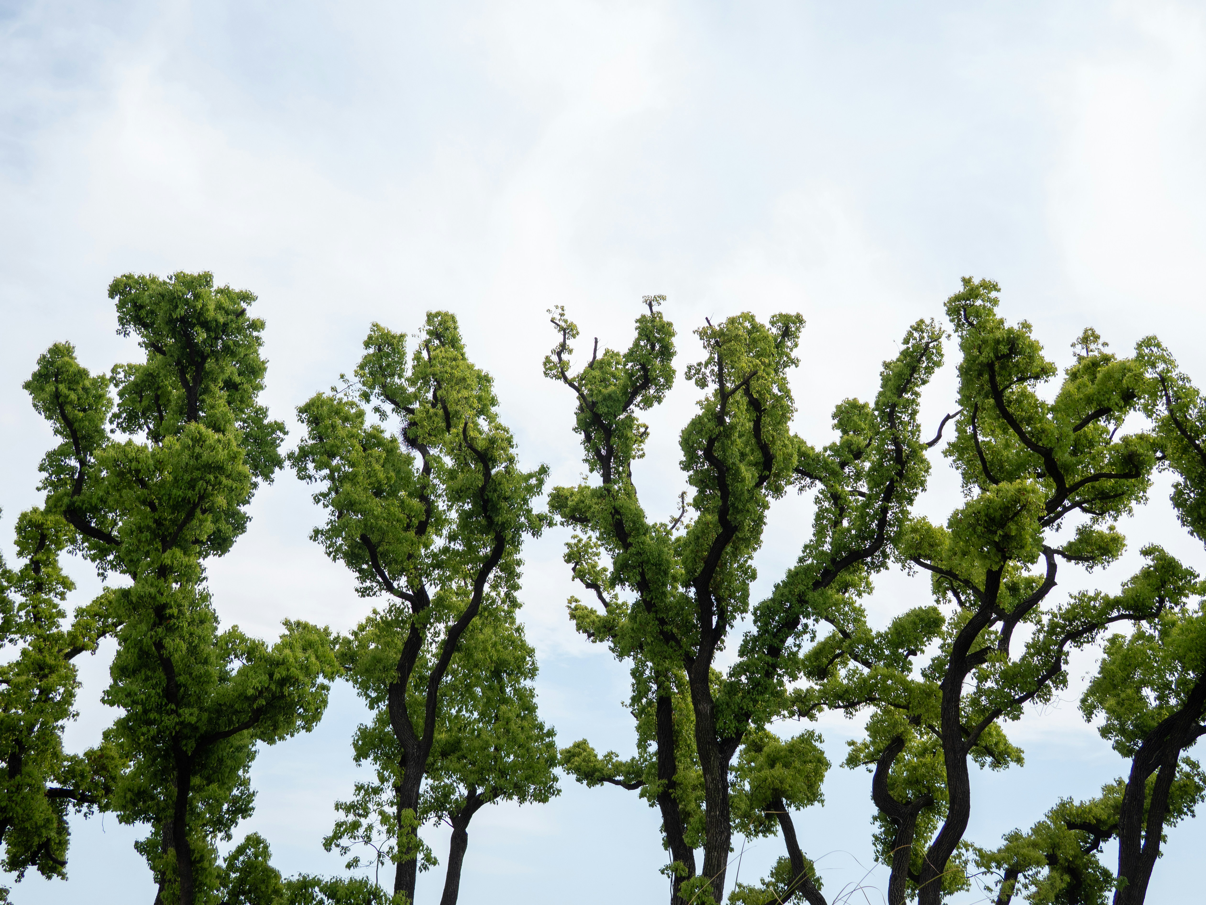 Emerald Canopy: A Row of Sculpted Trees Against the Sky