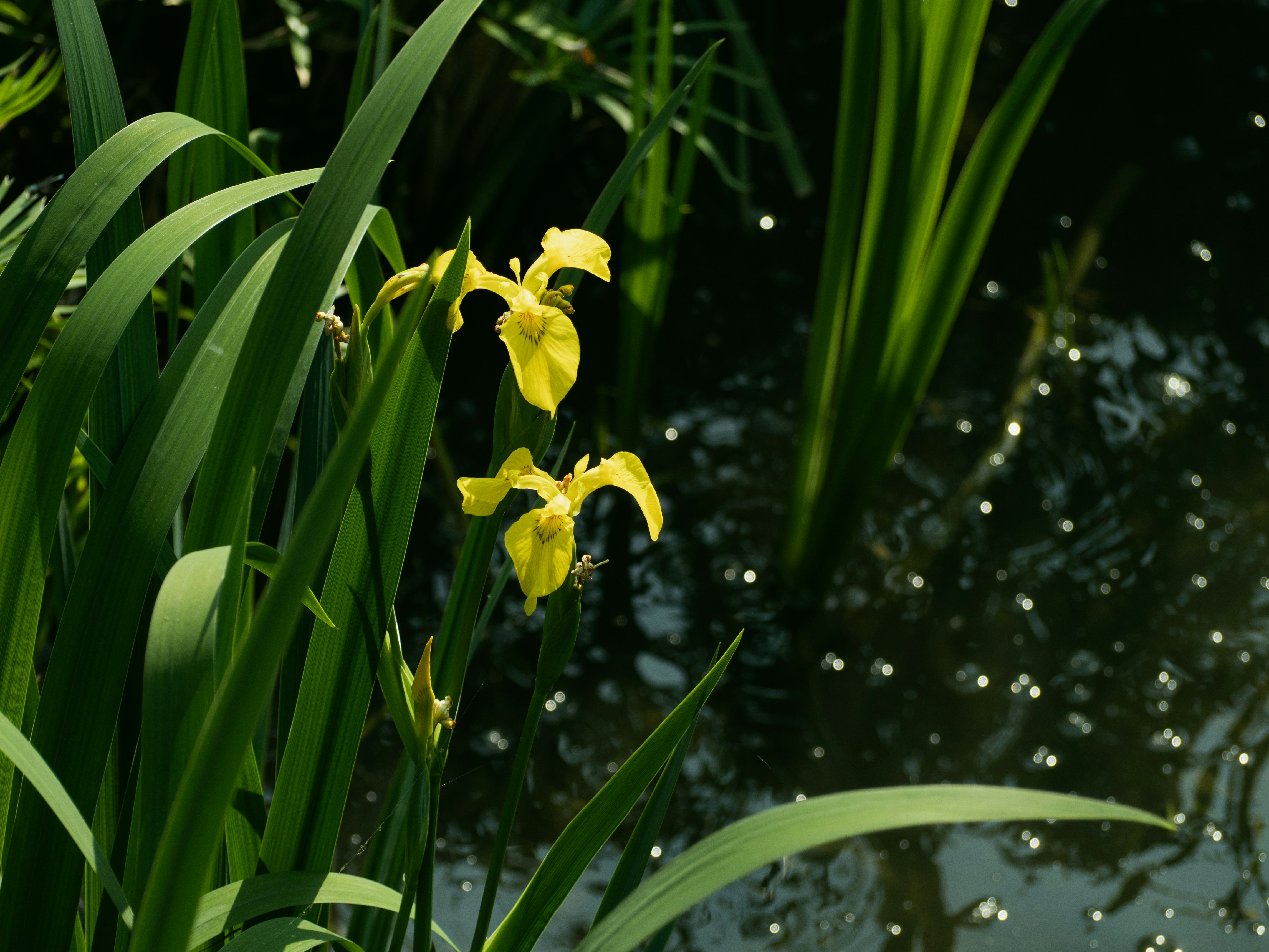 Golden Iris Amid Green Ripples