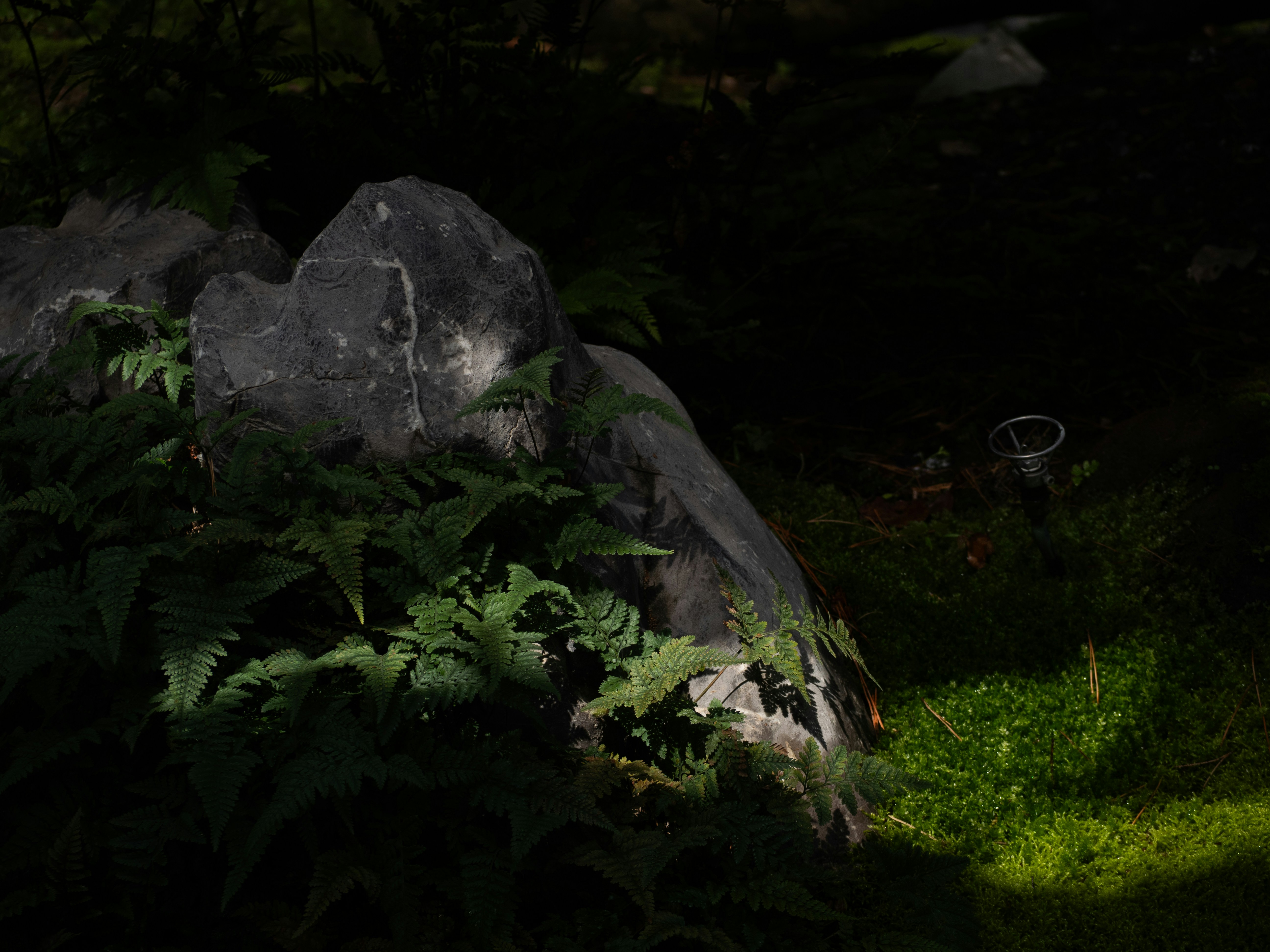 Moonlit Ferns and Stones in a Quiet Forest Nook