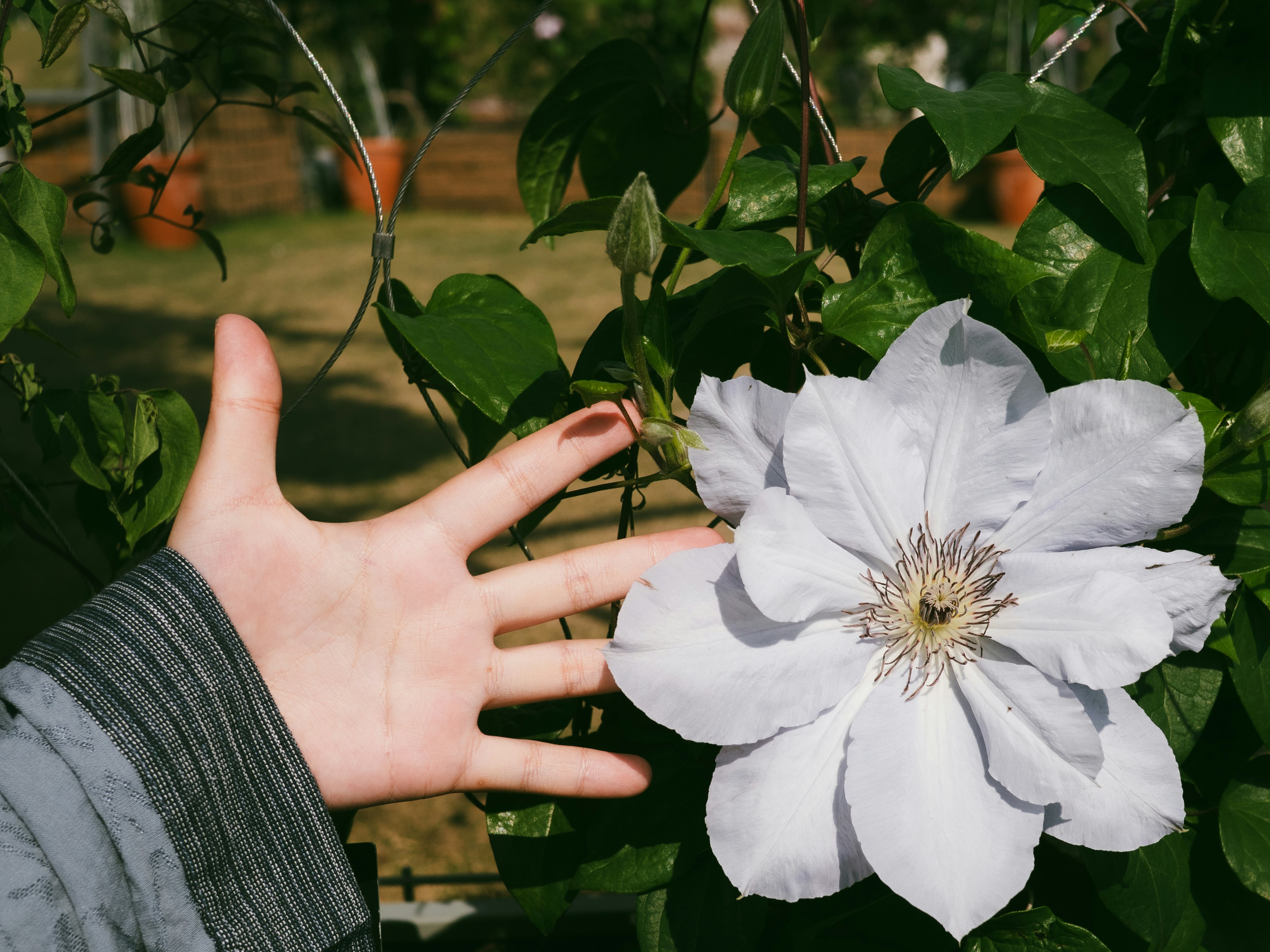 Handshake with a Bloom: A White Petal Frame