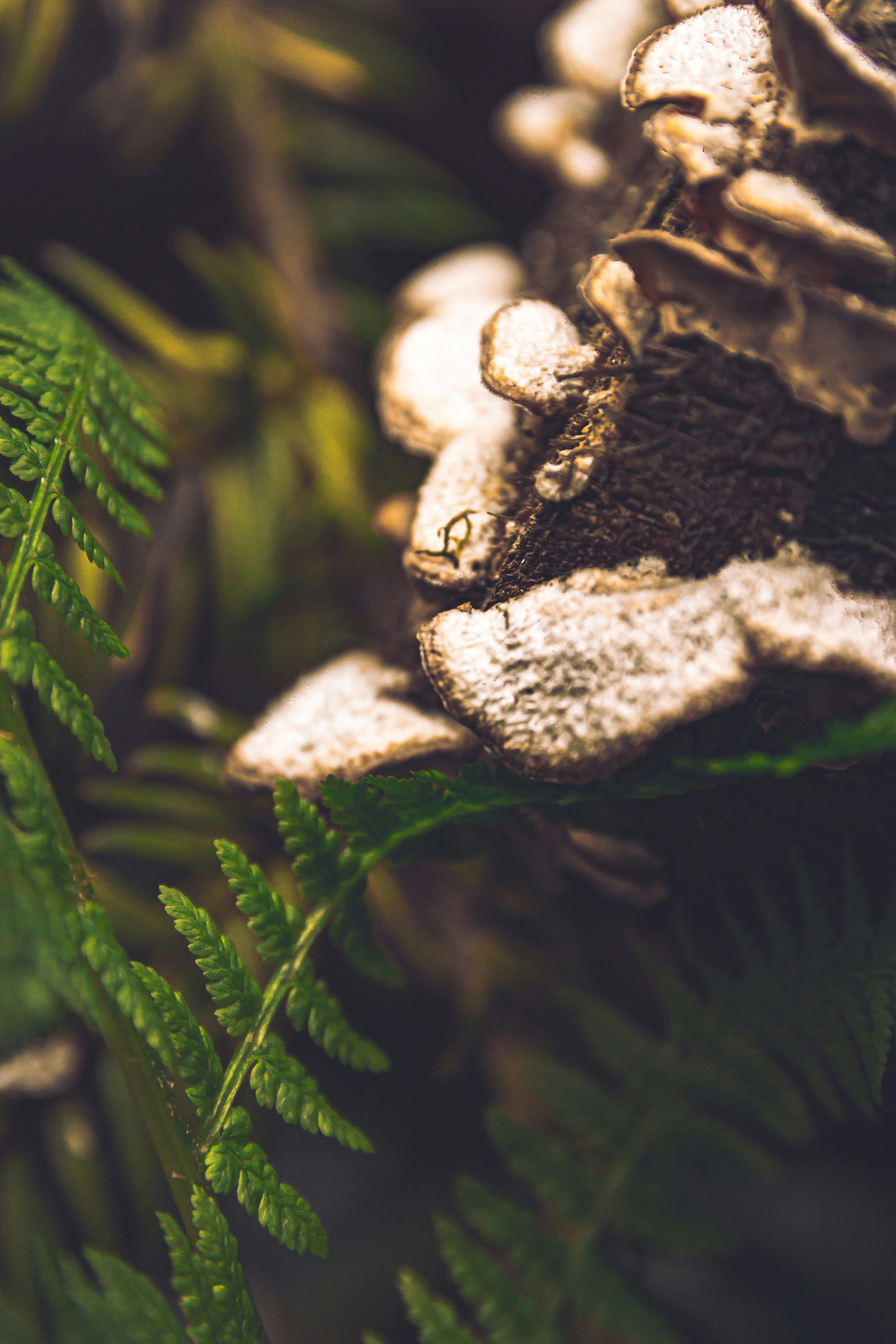 Mossy Shelf: A Close-Up of Forest Fragrance and Fungi