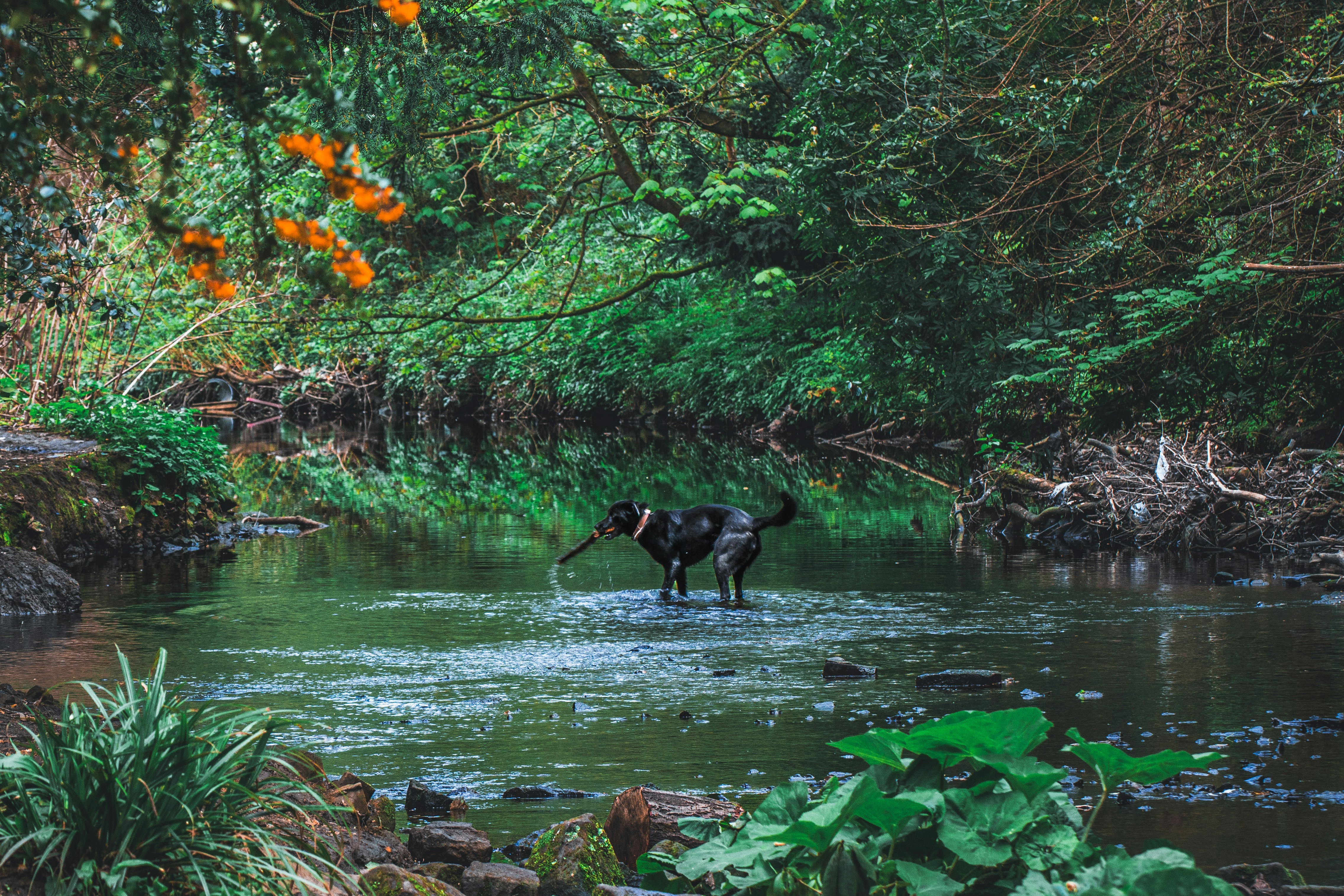 Dark Riverhound in the Shade: A Black Dog Standing in the Flow