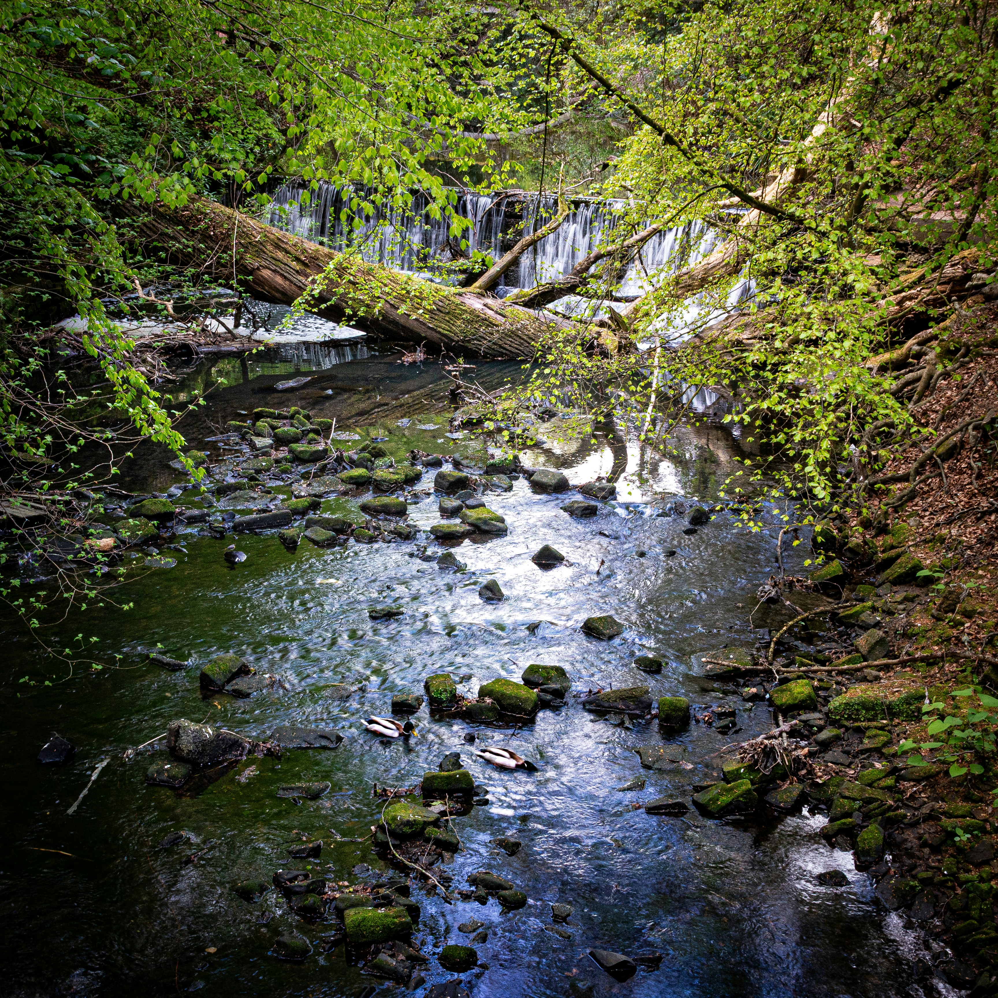 Sunlit Gorge: Mossy Stones and a Meandering Stream