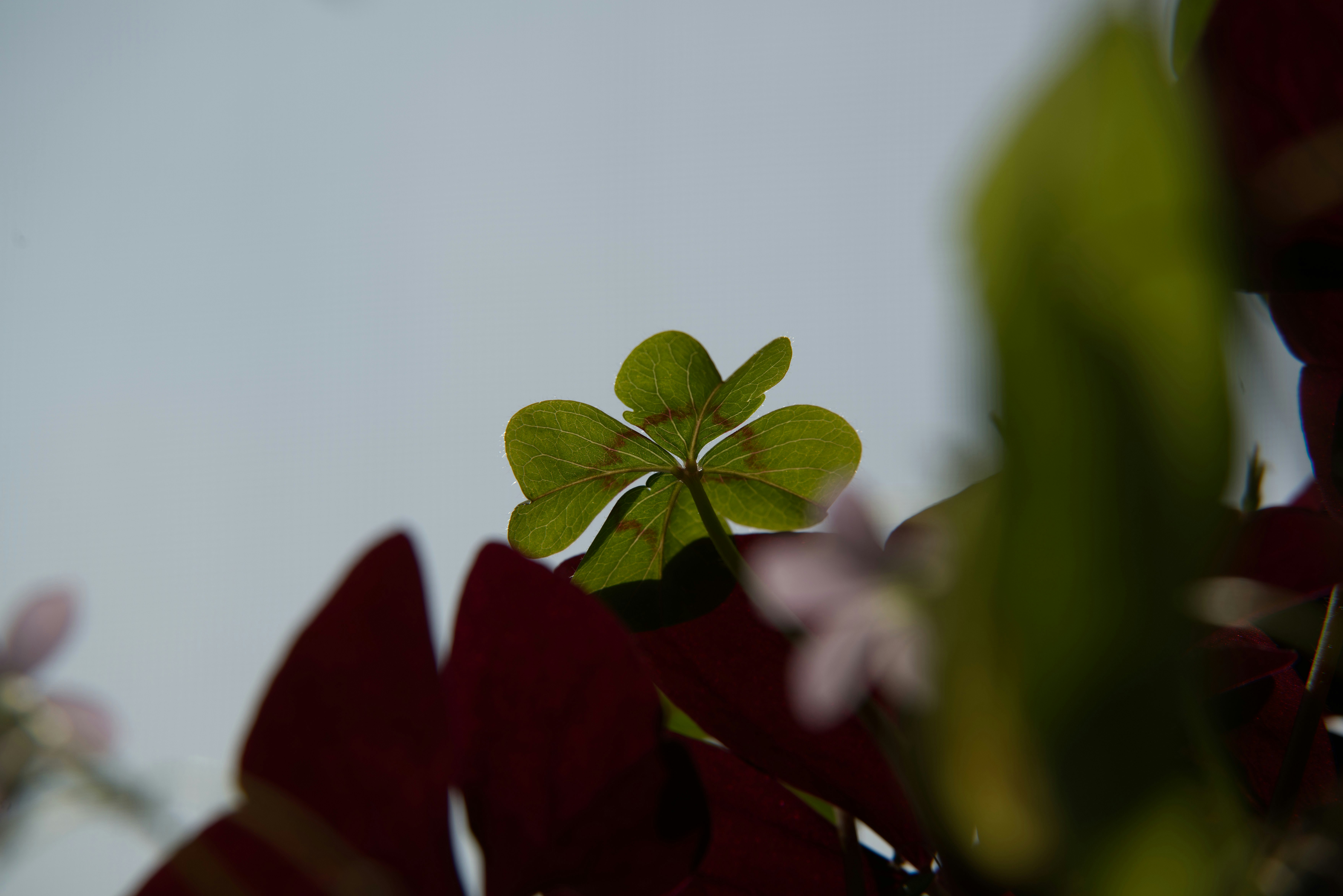 Emerald Clover in Soft Focus Backdrop