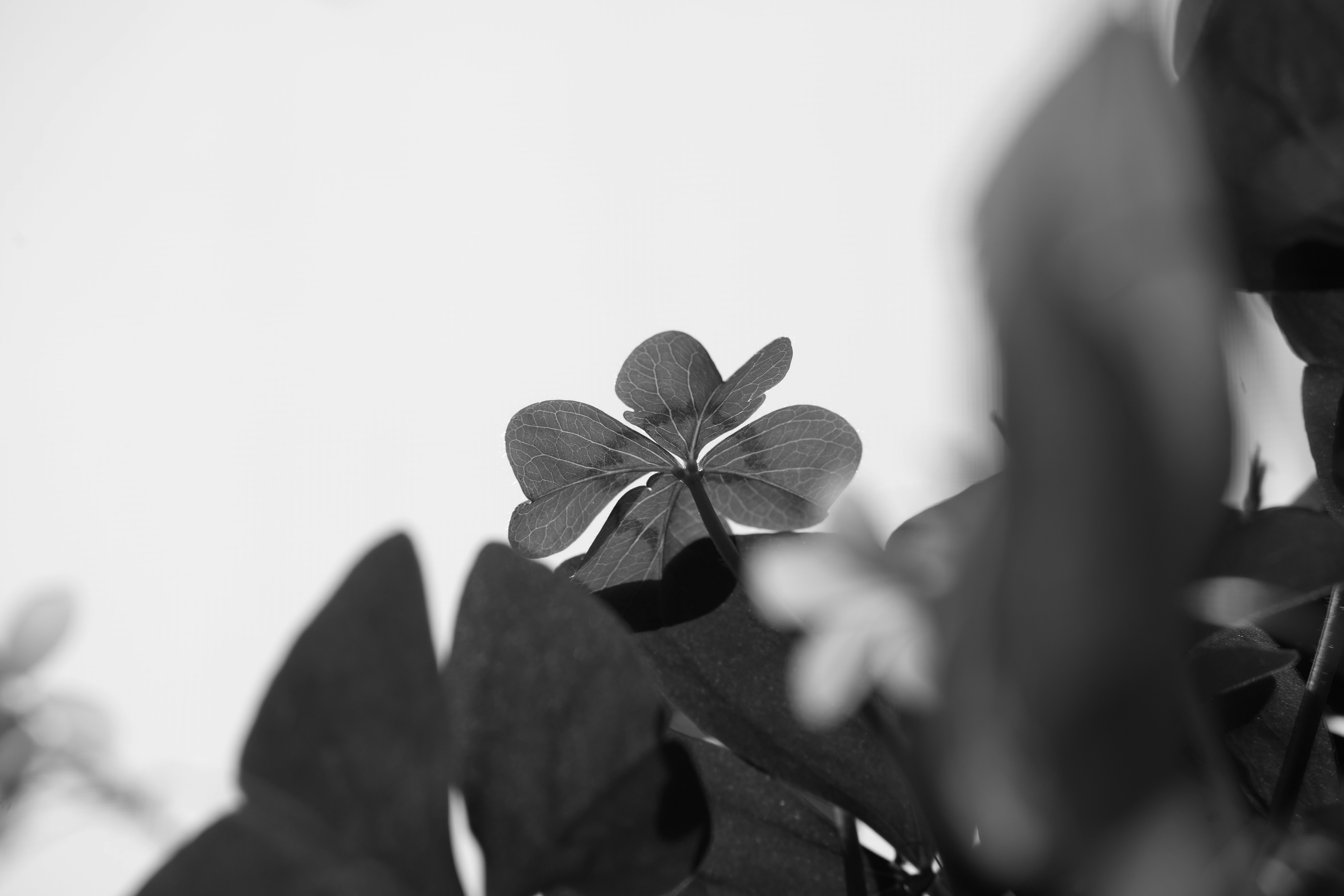 Four-Leaf Quietude: A Clover in Focus Amidloom