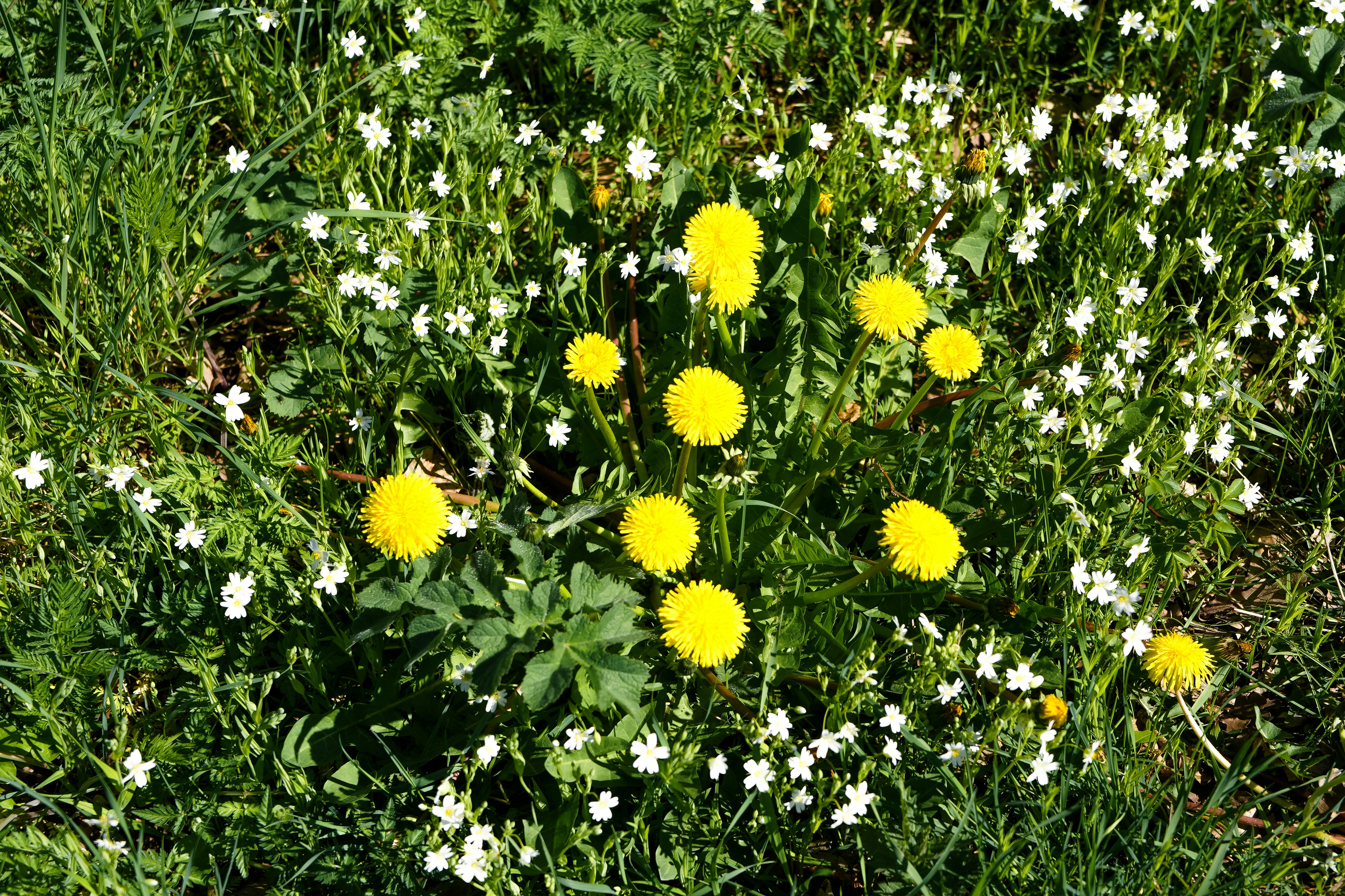 Radiant Meadow: A Patch of Dandelions Amid White Wildflowers