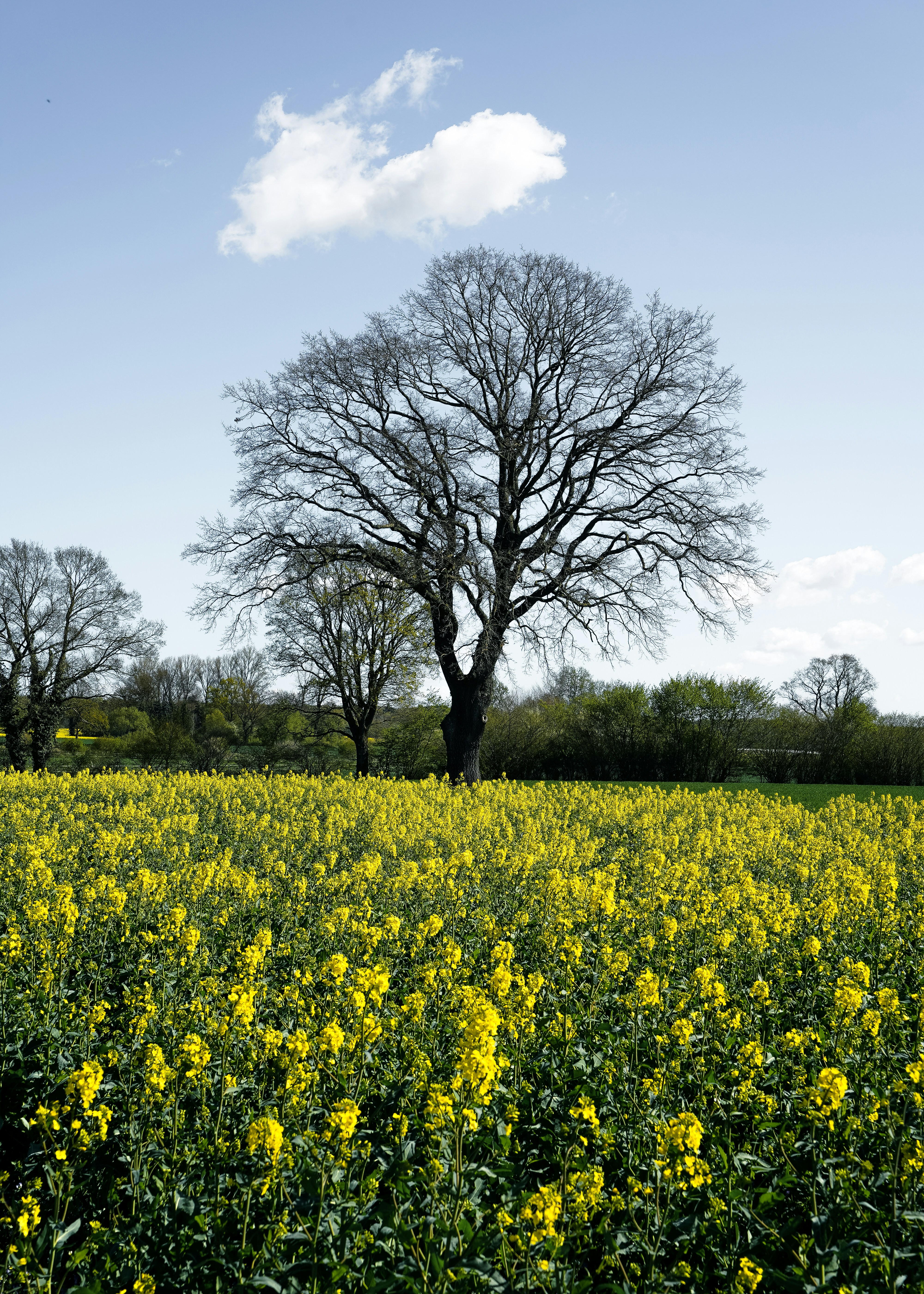 Single Wise Oak Amid a Sea of Canola