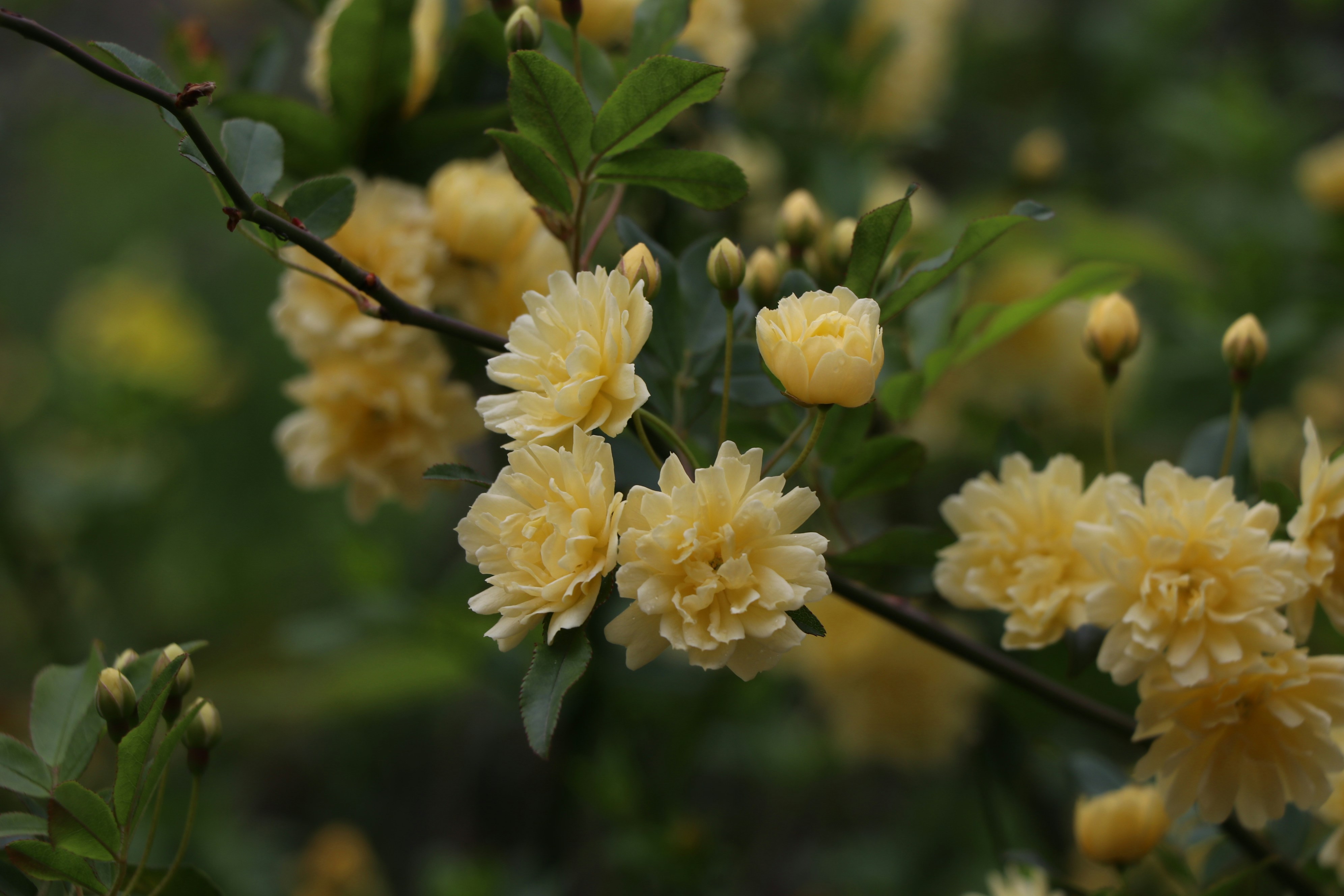 Soft-Sunlit Cream Blooms on a Verdant Branch