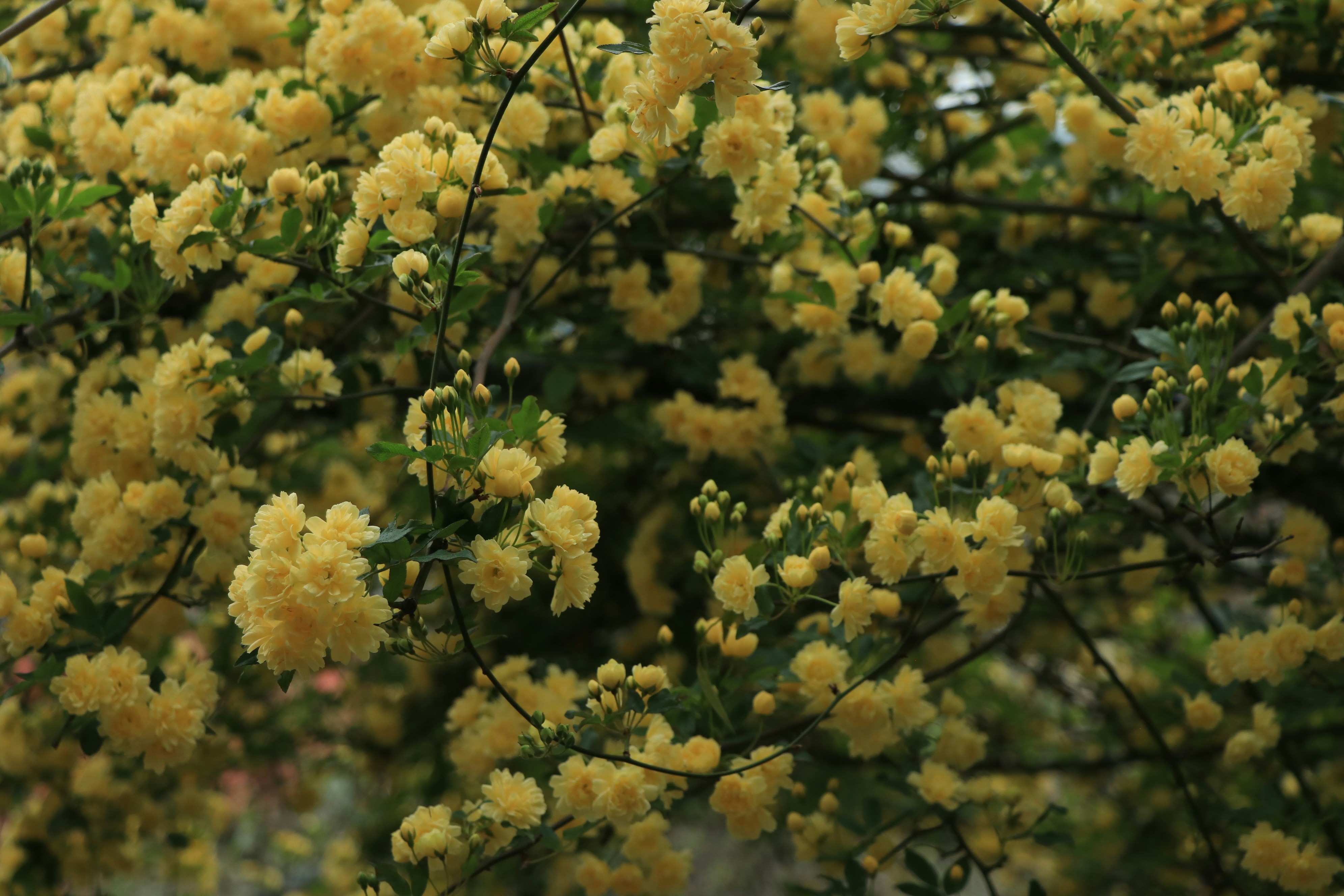 Yellow Blooms Unveiled Through a Web of Branches
