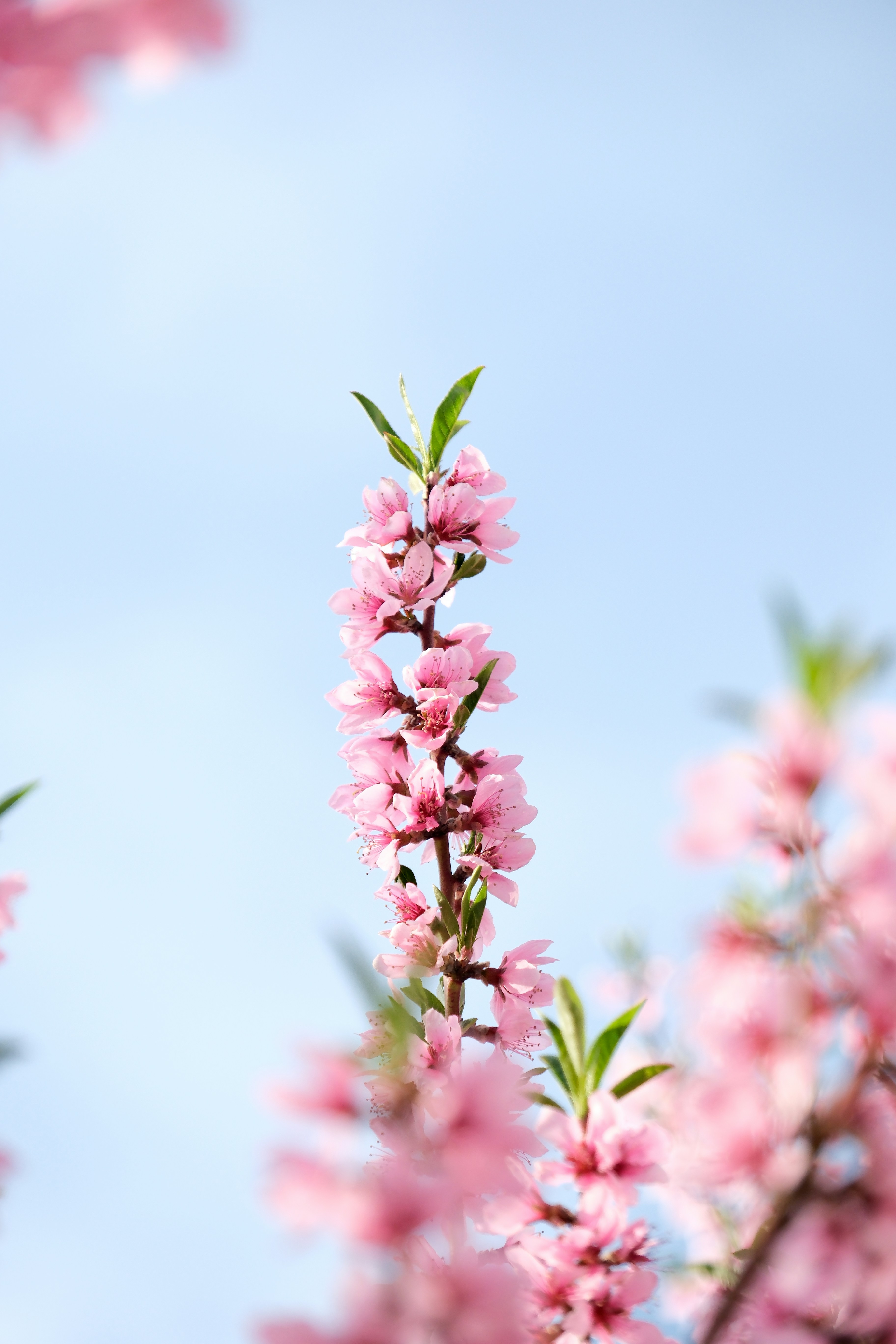 Blossoms Ascend: Portrait of a Pink Flower Spike against a Clear Sky