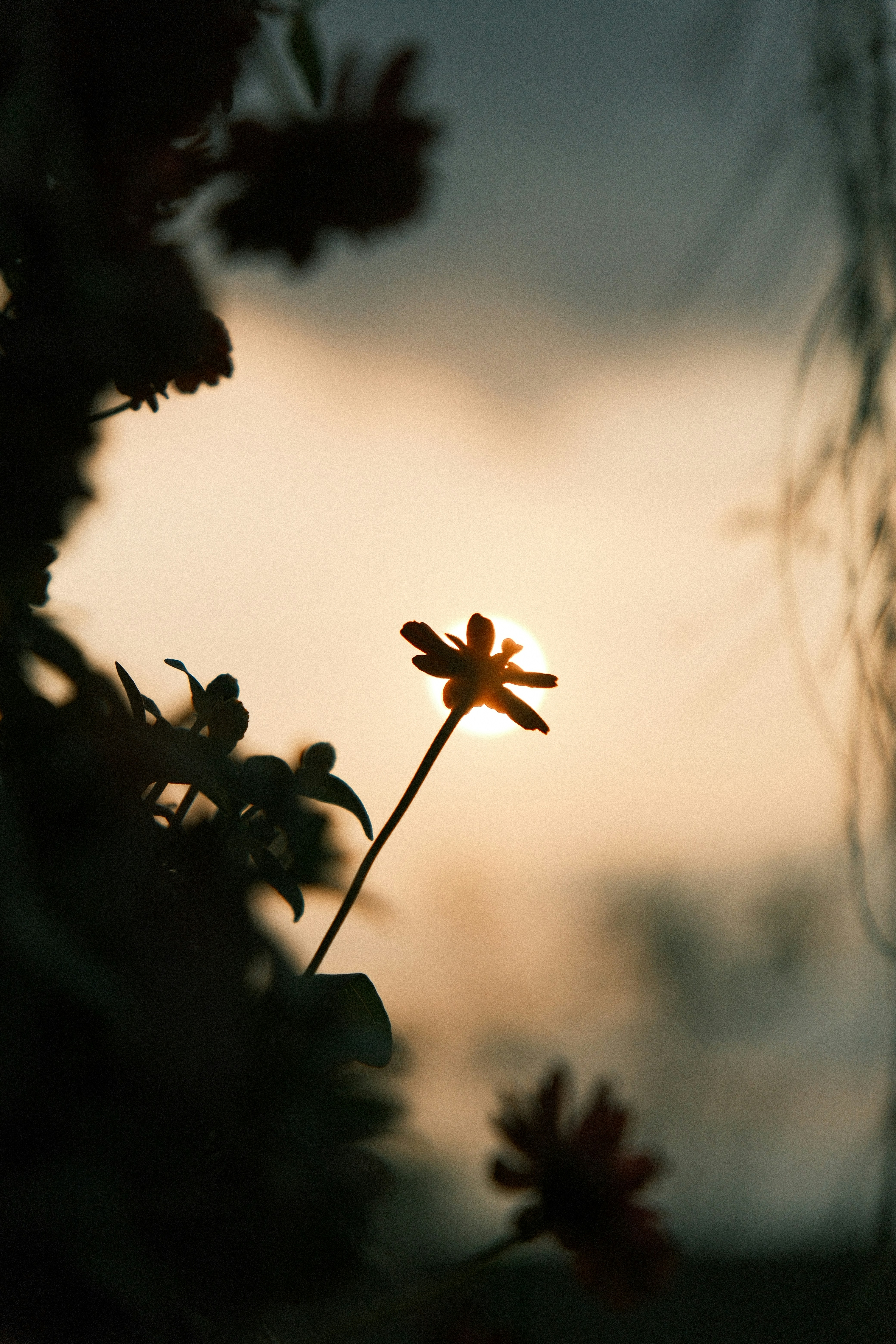 Sunlit Daisy Silhouette at Dusk