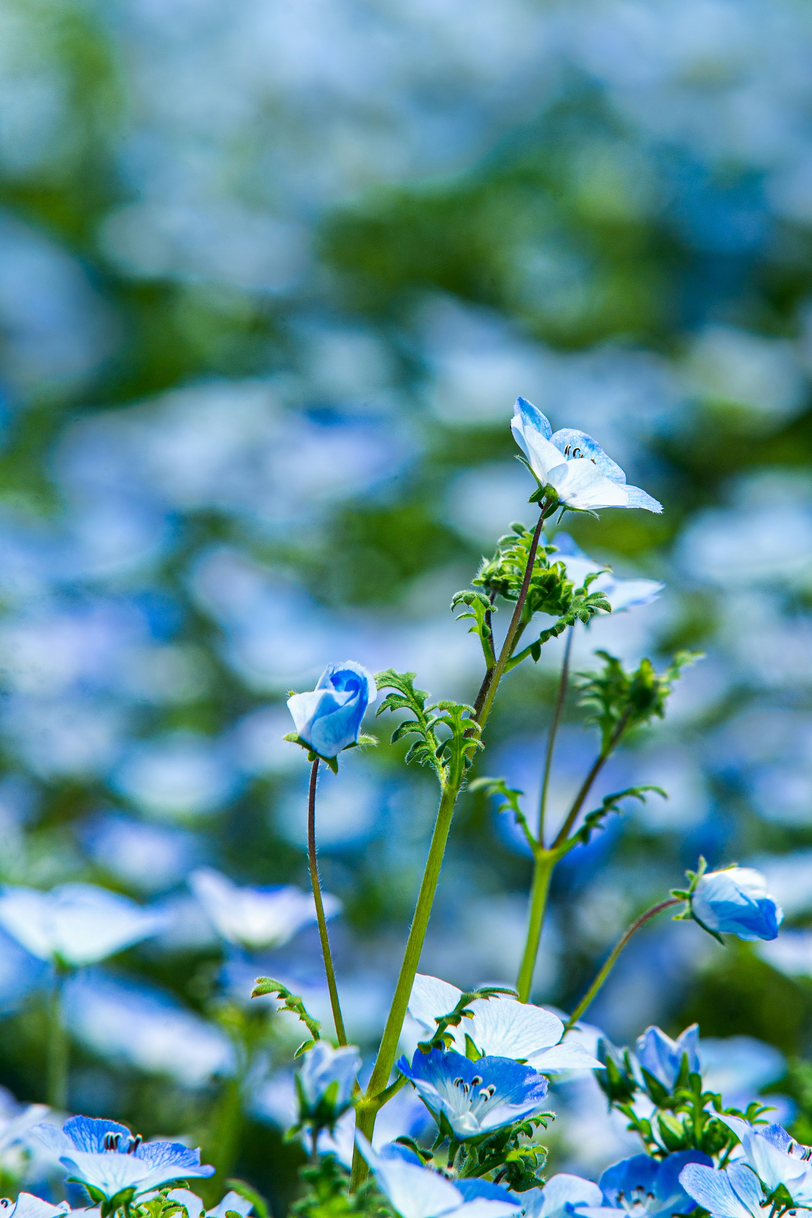 Blue Bloom: Delicate Petals Rising Through a Sea of Indigo