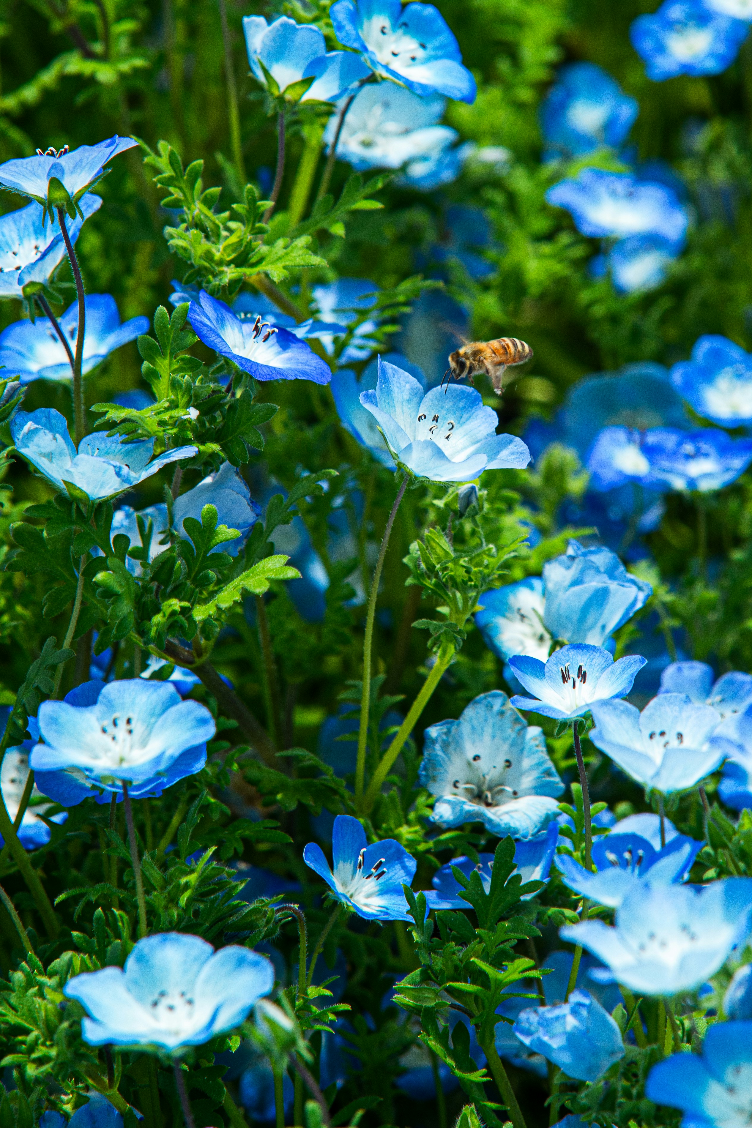 Bee on a Sky-Blue Petal: A Field of Delicate Blues