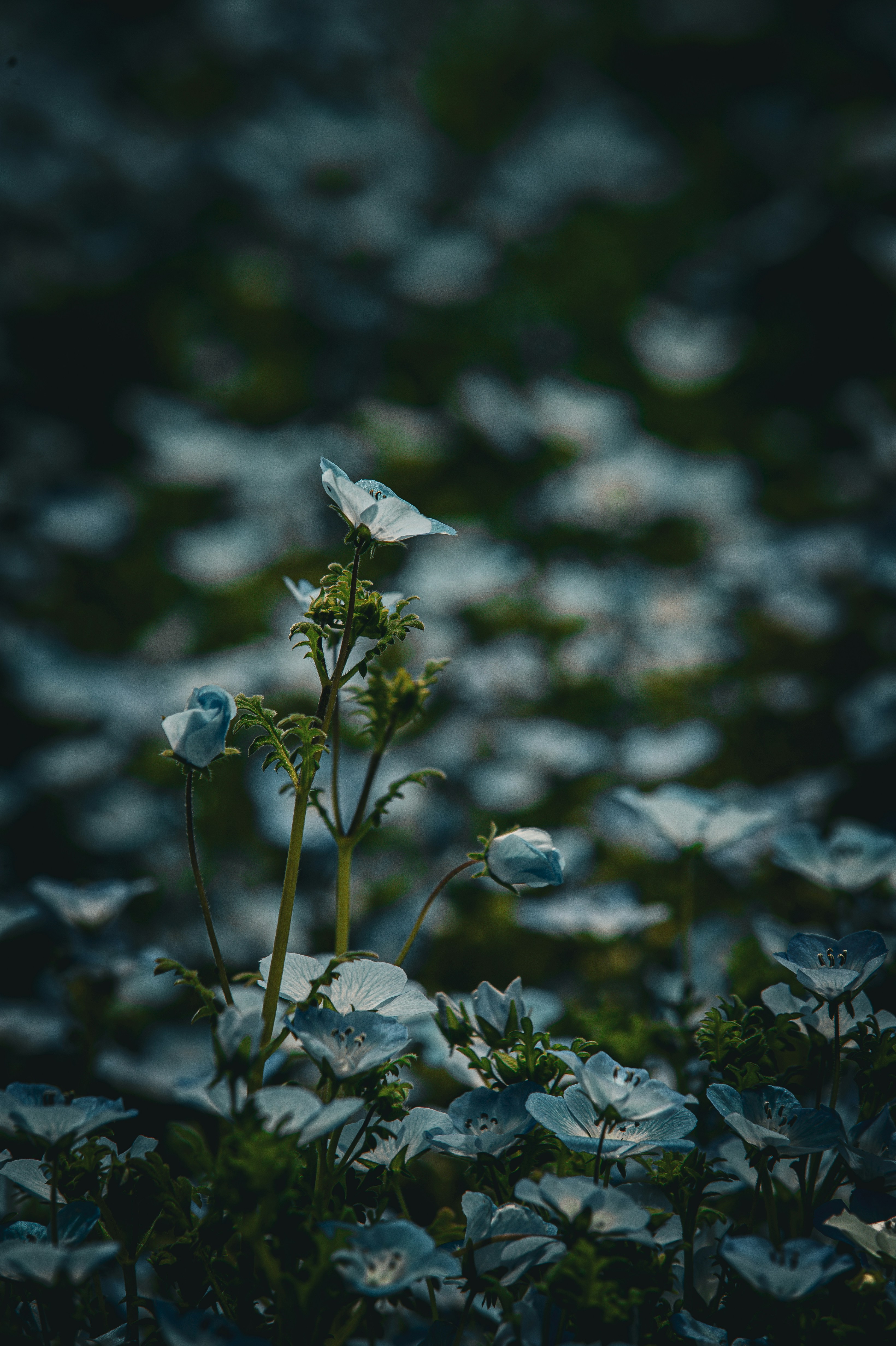 Floating blooms under a blue-tinged canopy