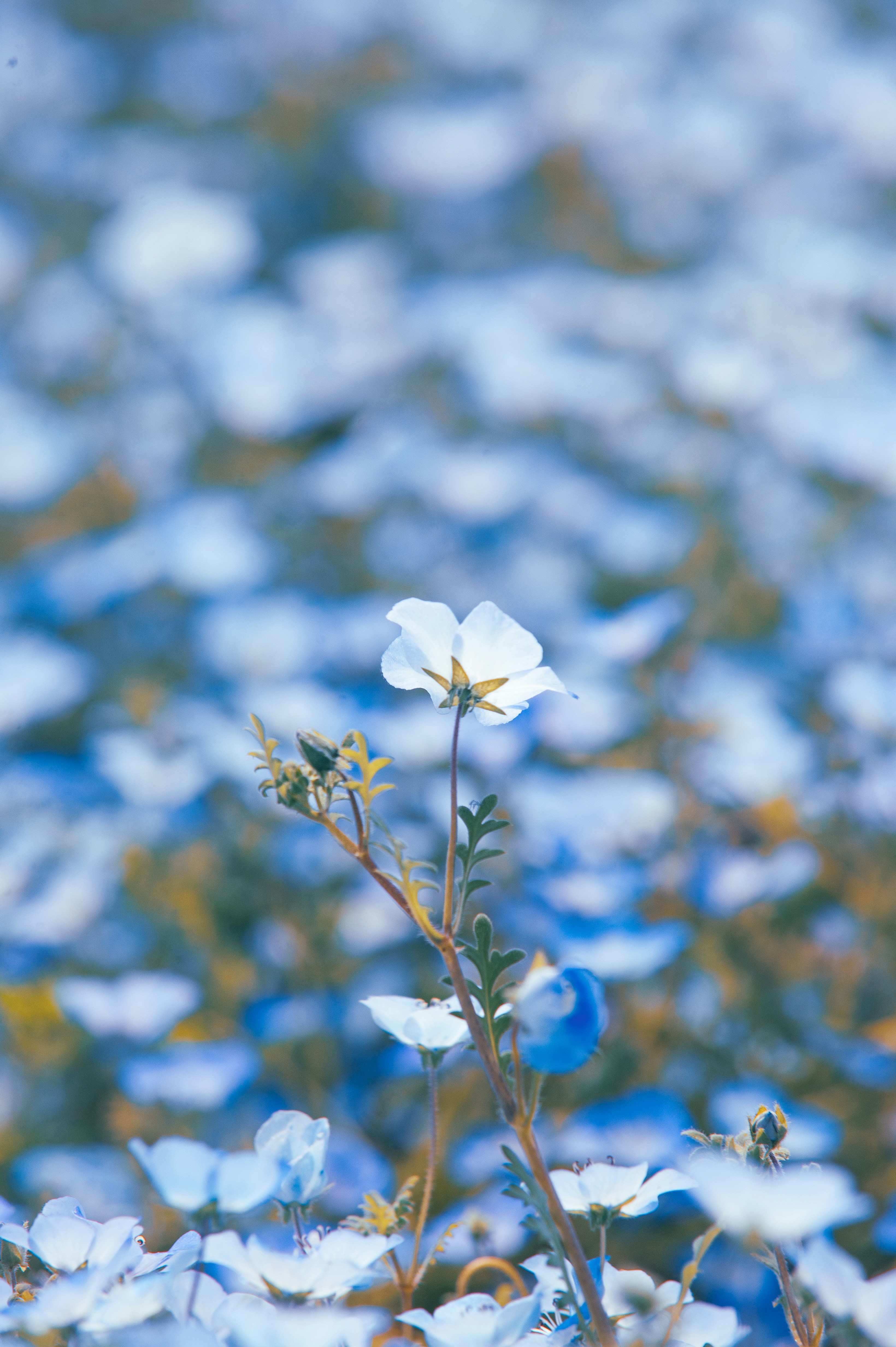 Single White Petal Crowned by Blue Bloom in a Sea of Quiet Color