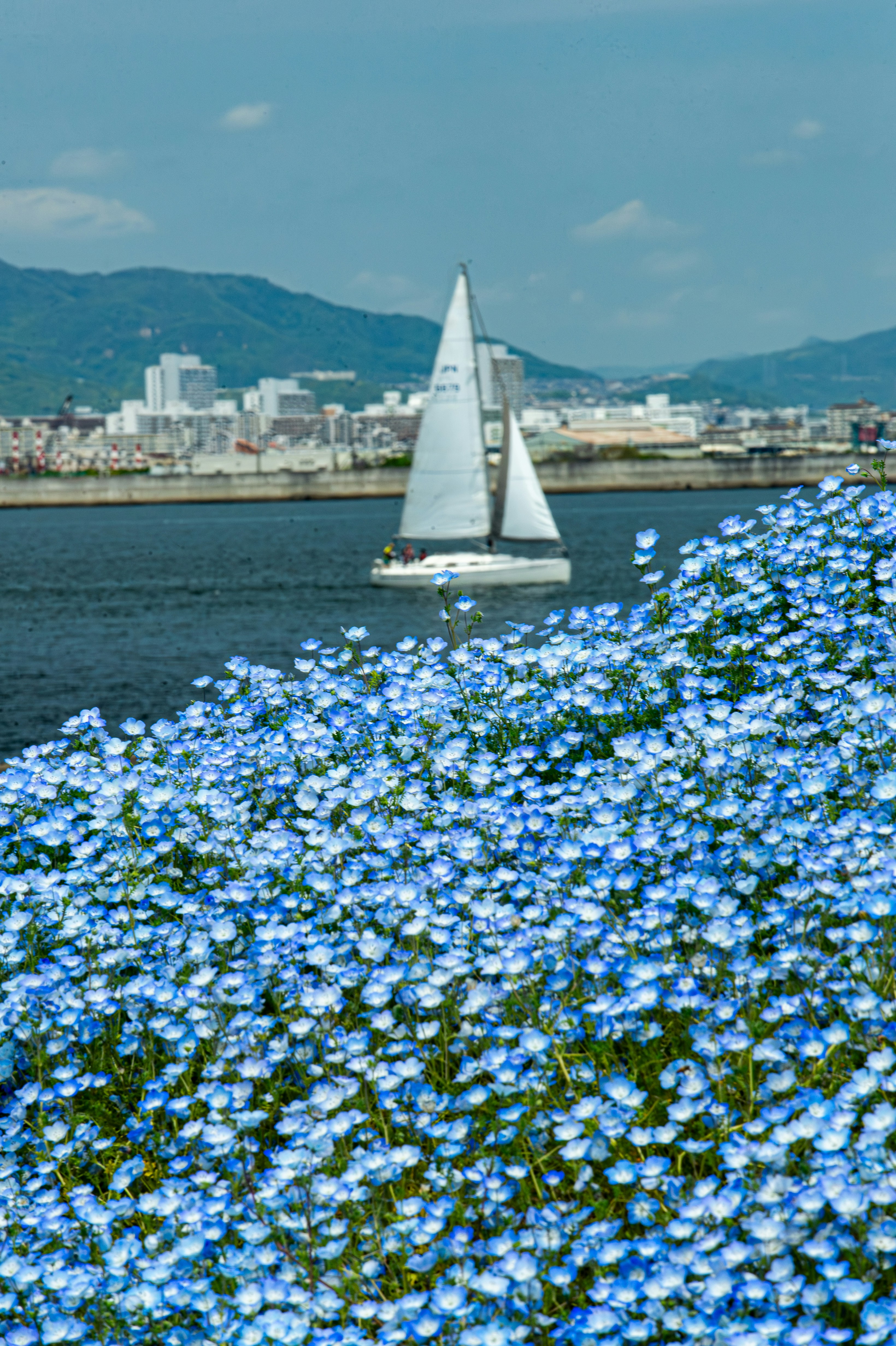 Blue Horizon Blooms: A Sailboat Skims Past a Sea of Forget-Me-Nots