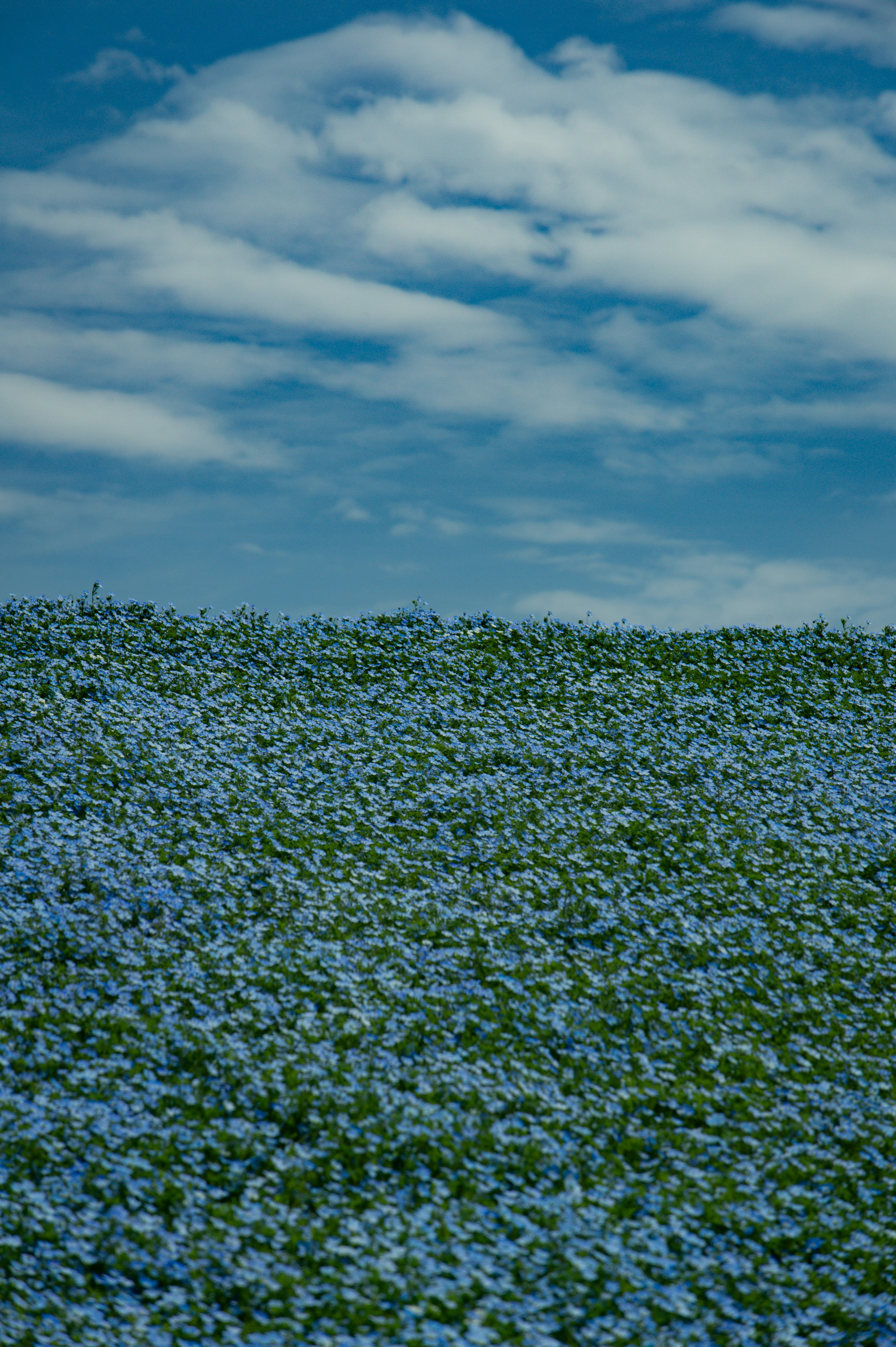 Bluebonnet Sea under a Velvet Sky