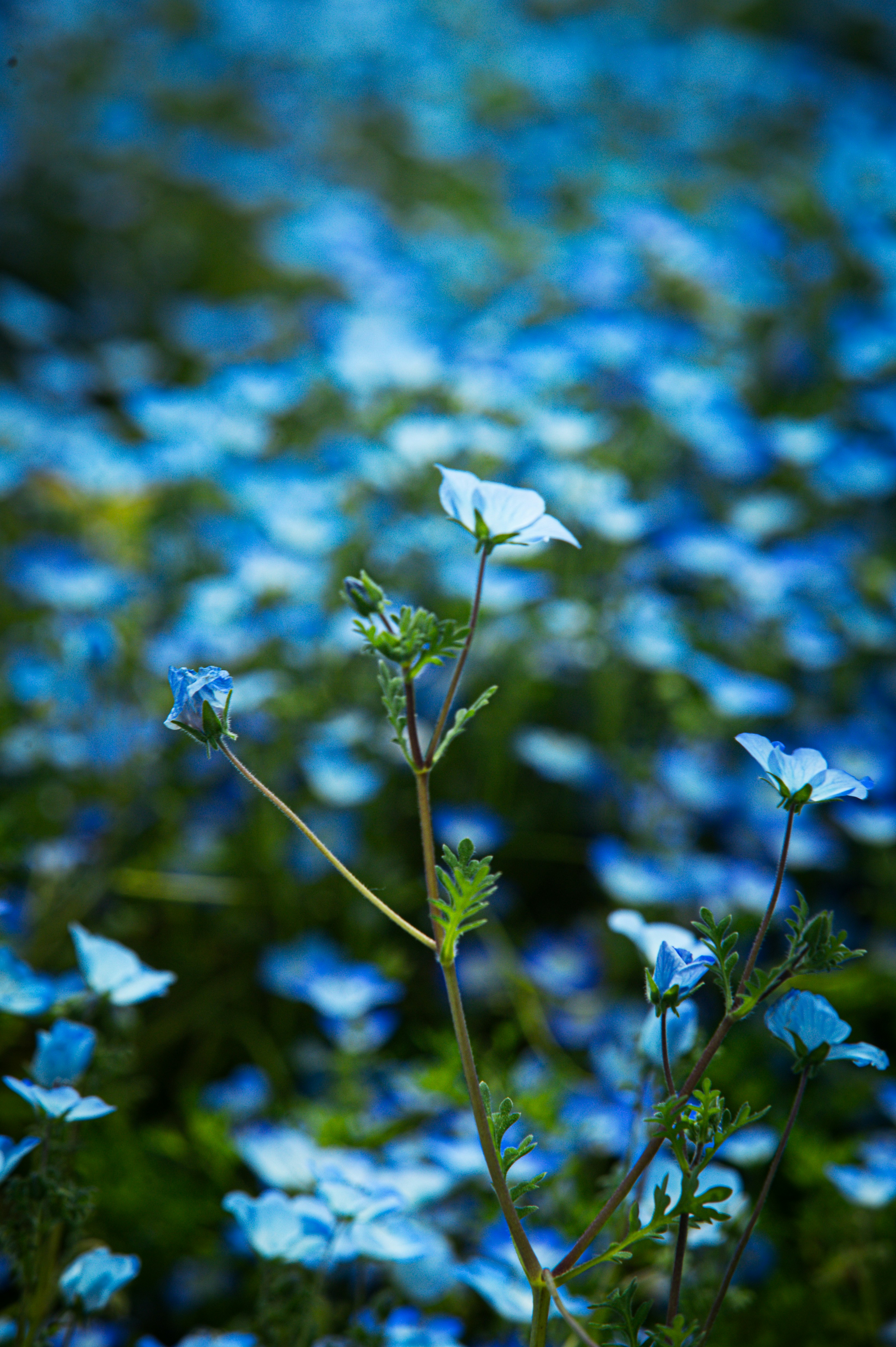 Blue Bloom in a Sea of Wildflowers
