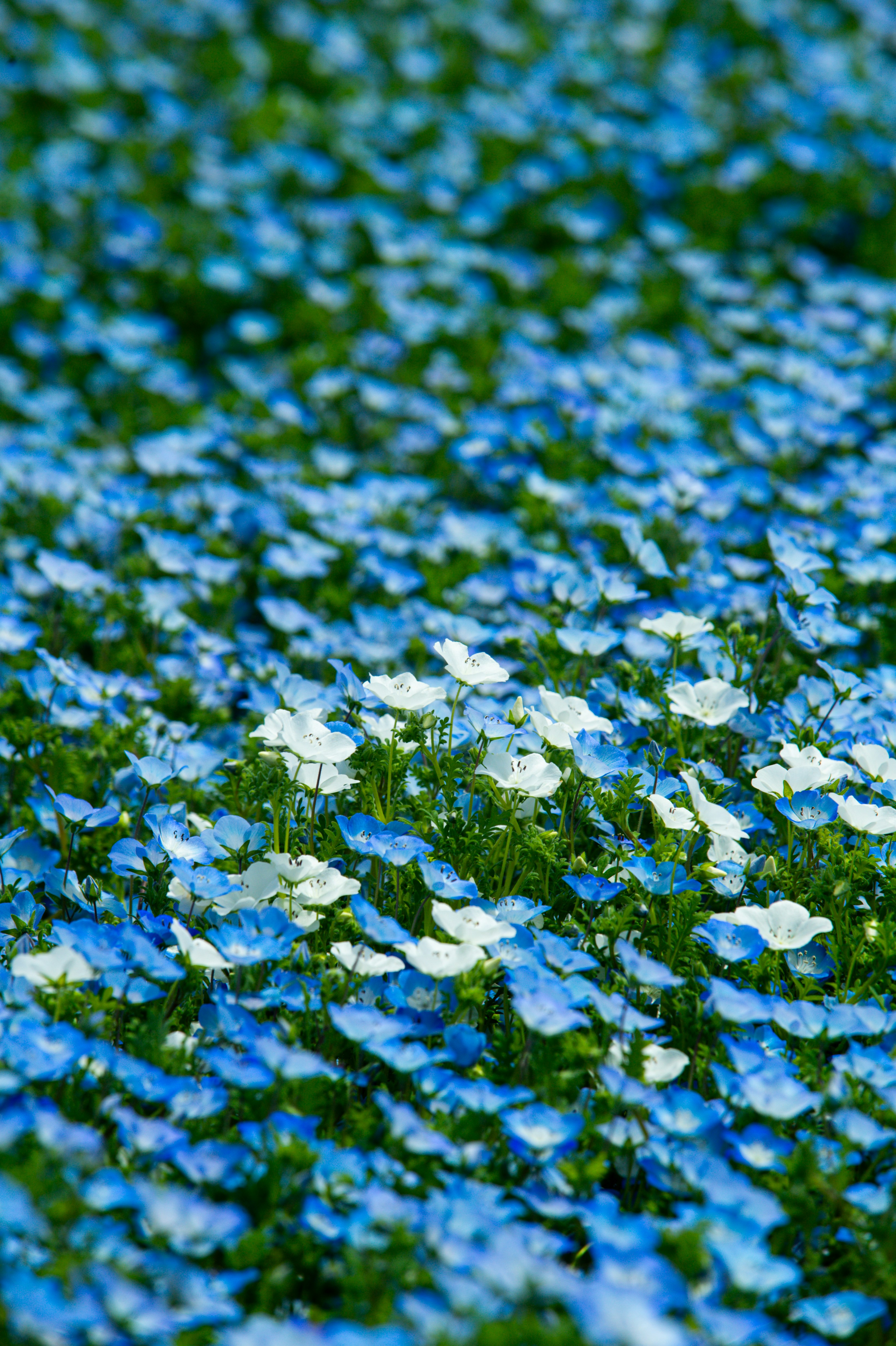Blue and White Carpet: A Field of Forget-me-nots (Hydrangea-like hue) in Dappled Light